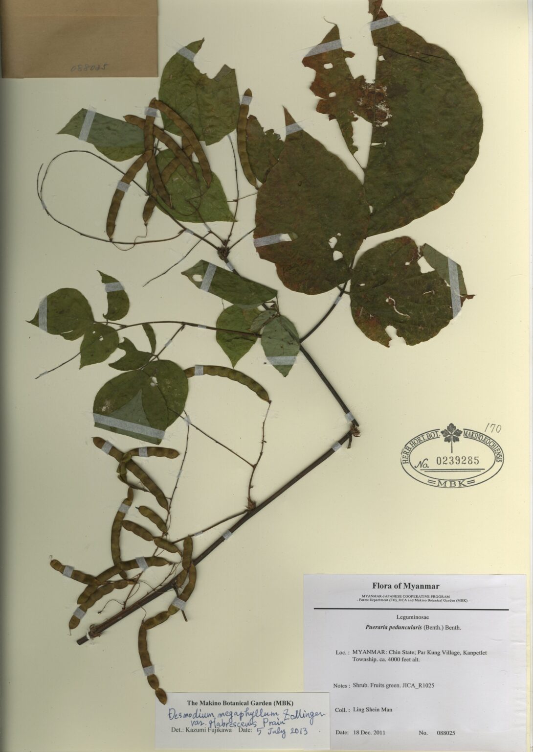 Ototropis megaphylla (Zoll. & Moritzi) H.Ohashi & K.Ohashi var ...