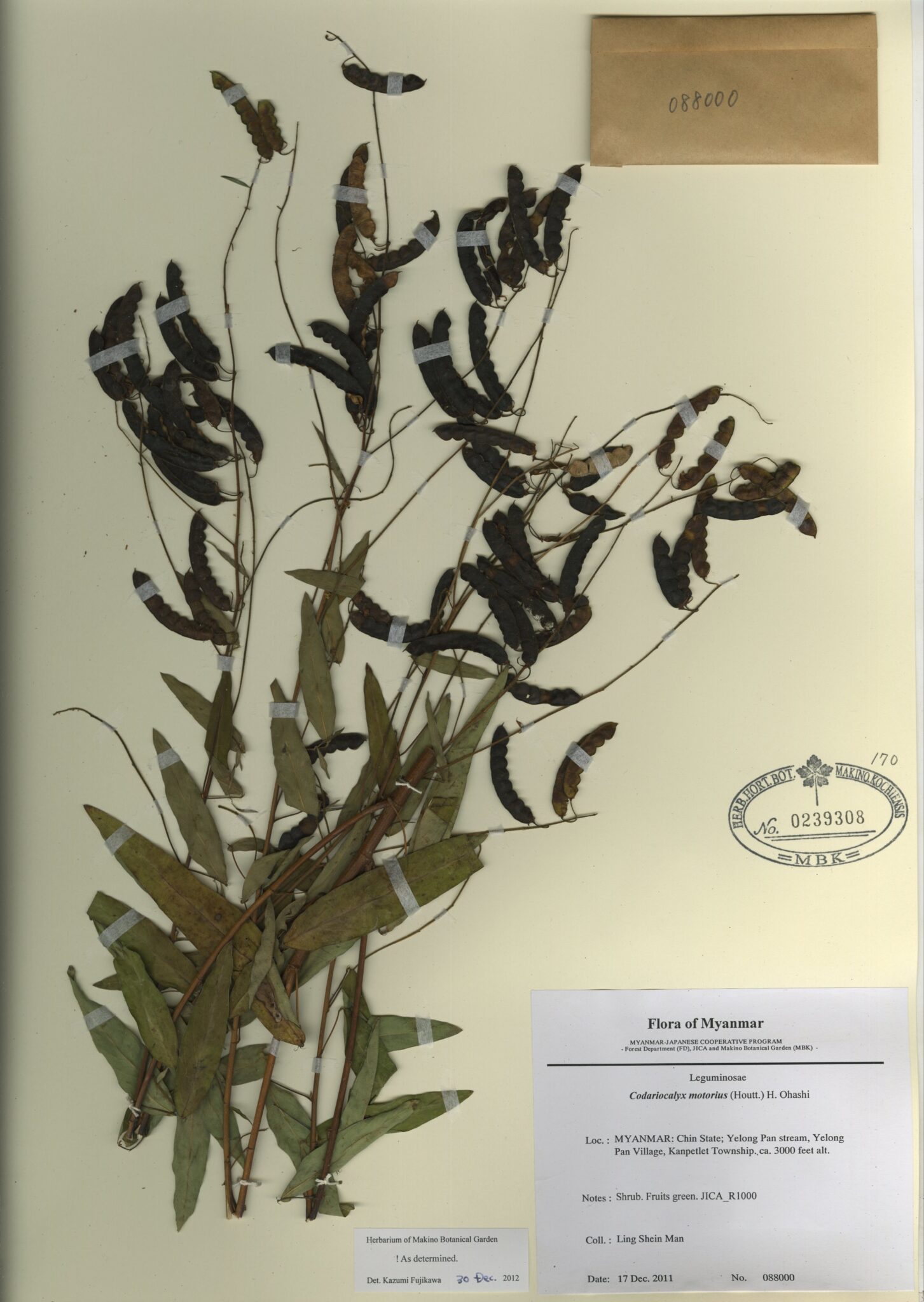 Codariocalyx motorius (Houtt.) H. Ohashi | Myanmar Vascular Plants Database