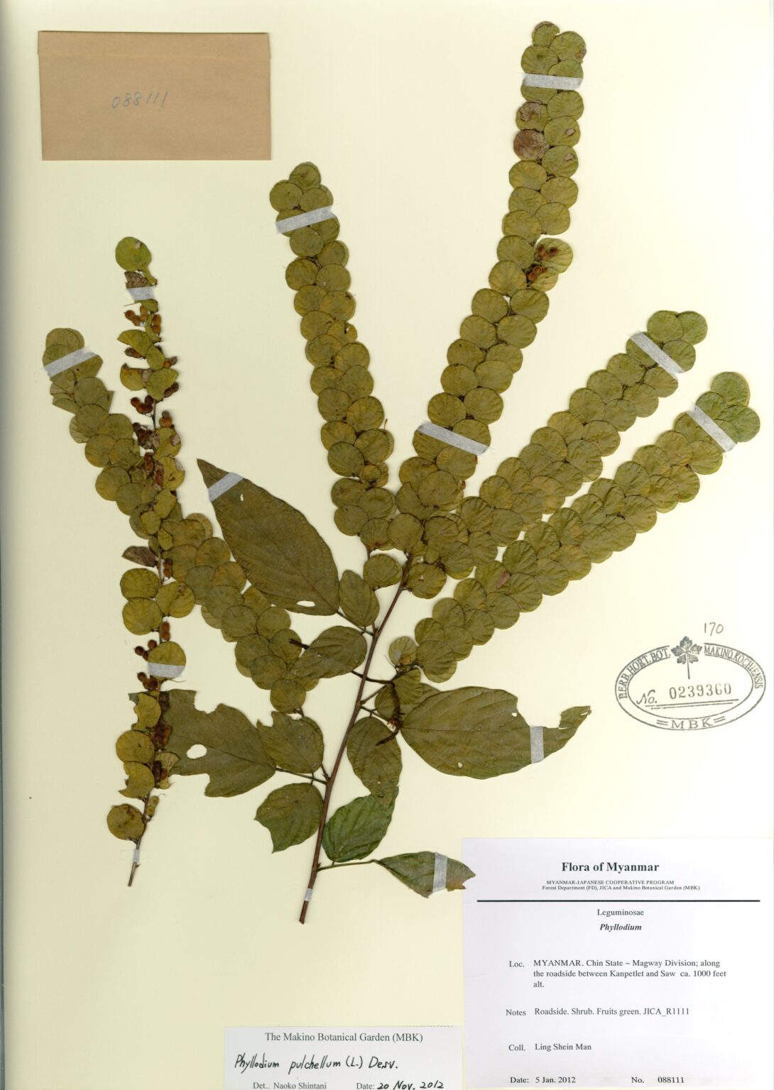 Phyllodium pulchellum (L.) Desv. | Myanmar Vascular Plants Database