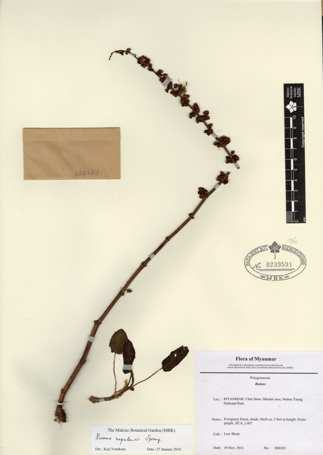 Rumex nepalensis Spreng. | Myanmar Vascular Plants Database