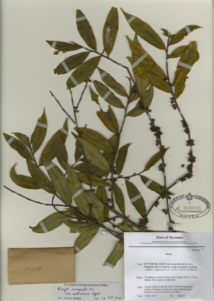 Eurya acuminata DC. | Myanmar Vascular Plants Database