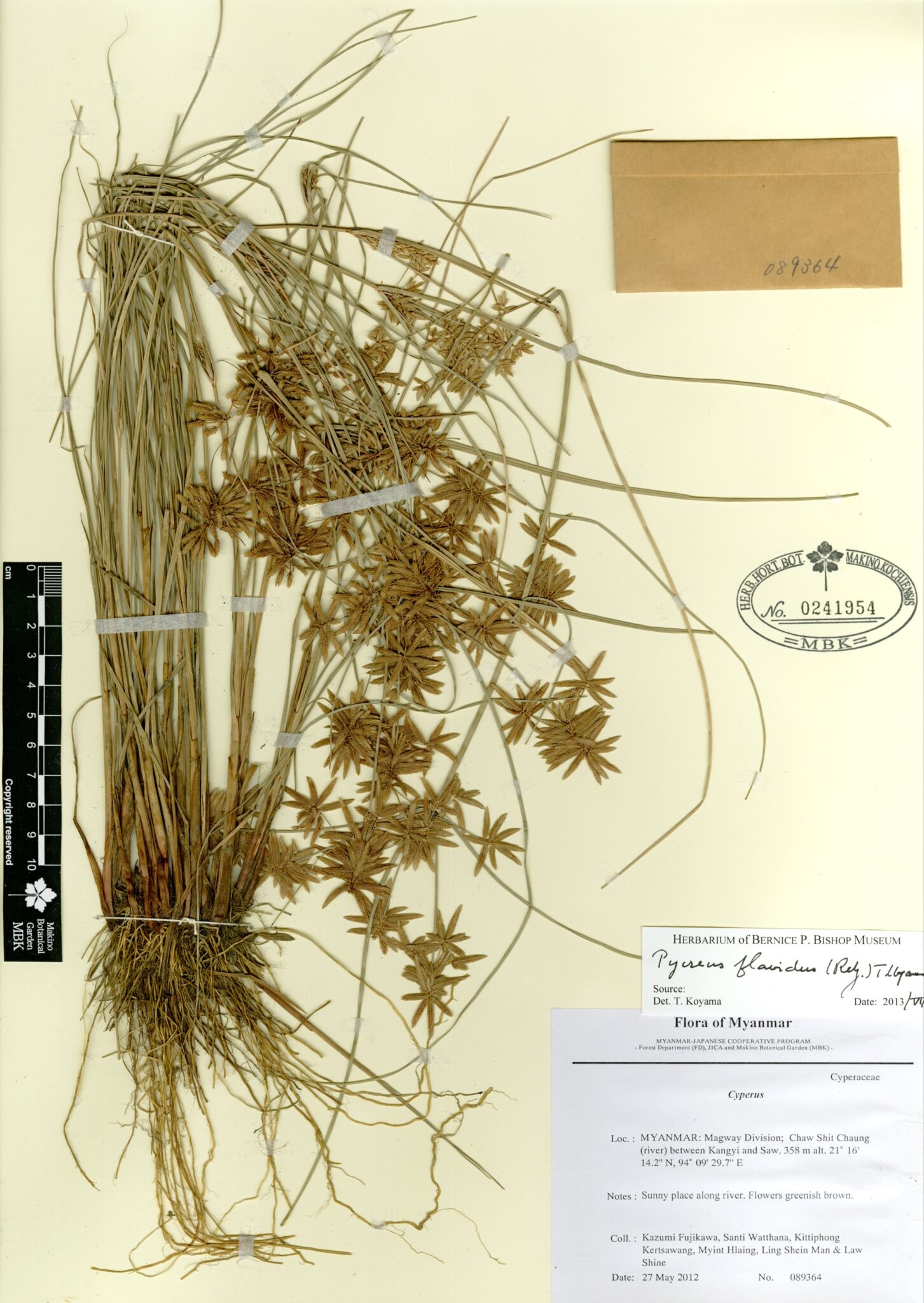 Pycreus flavidus (Retz.) T. Koyama | Myanmar Vascular Plants Database