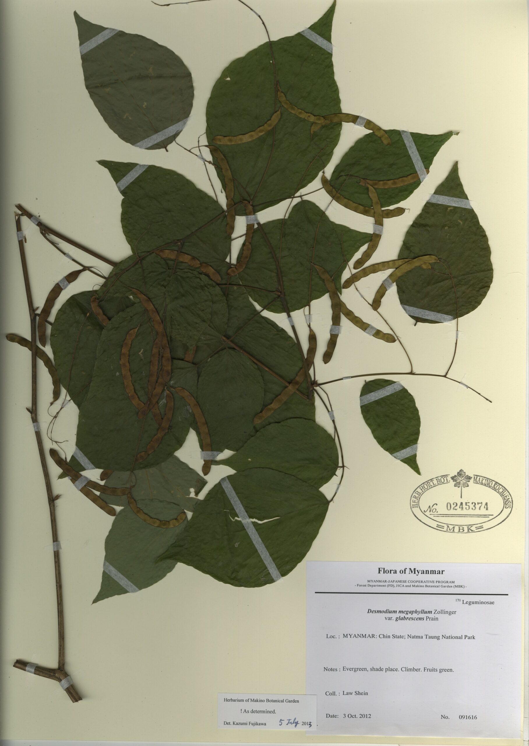 Ototropis megaphylla (Zoll. & Moritzi) H.Ohashi & K.Ohashi var ...