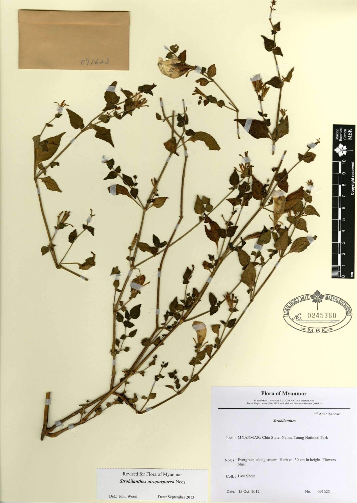 Strobilanthes atropurpurea Nees | Myanmar Vascular Plants Database