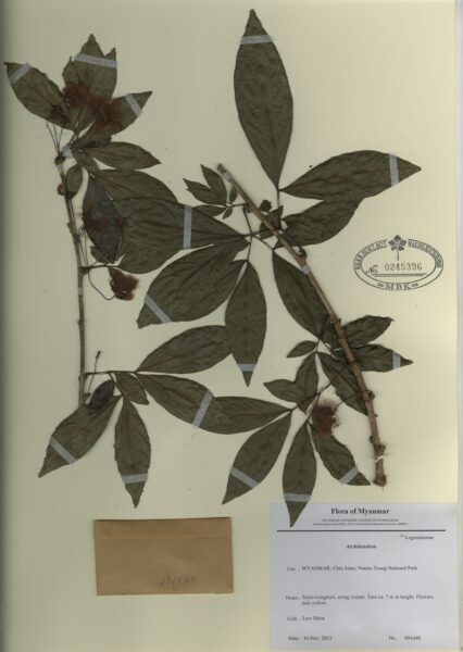 Archidendron | Myanmar Vascular Plants Database
