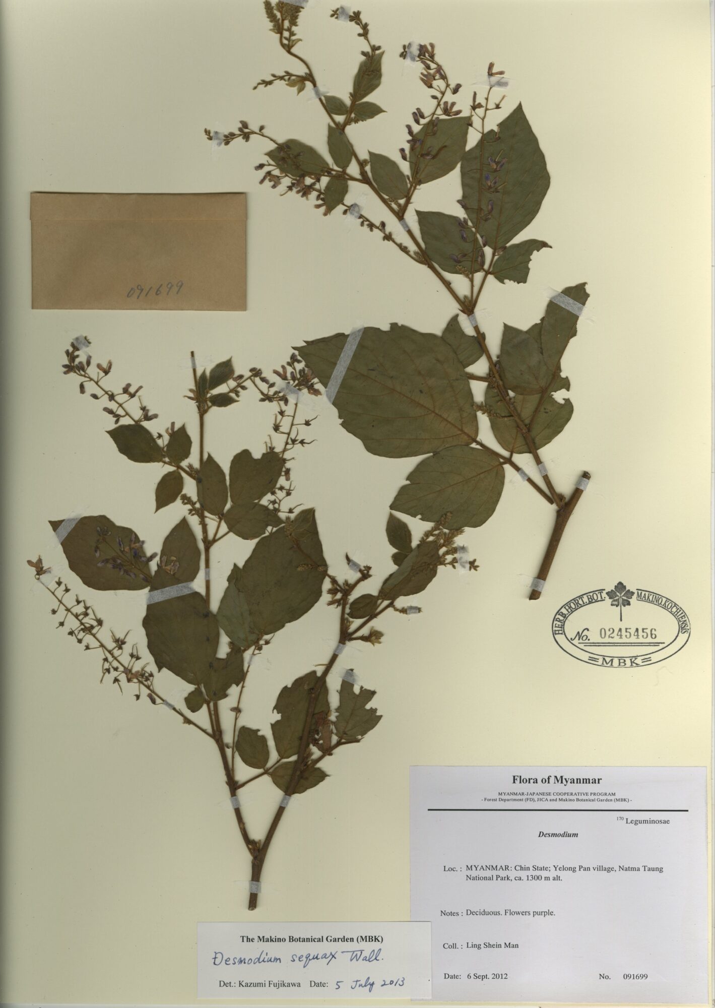 Ototropis sequax (Wall.) H.Ohashi & K.Ohashi | Myanmar Vascular Plants ...