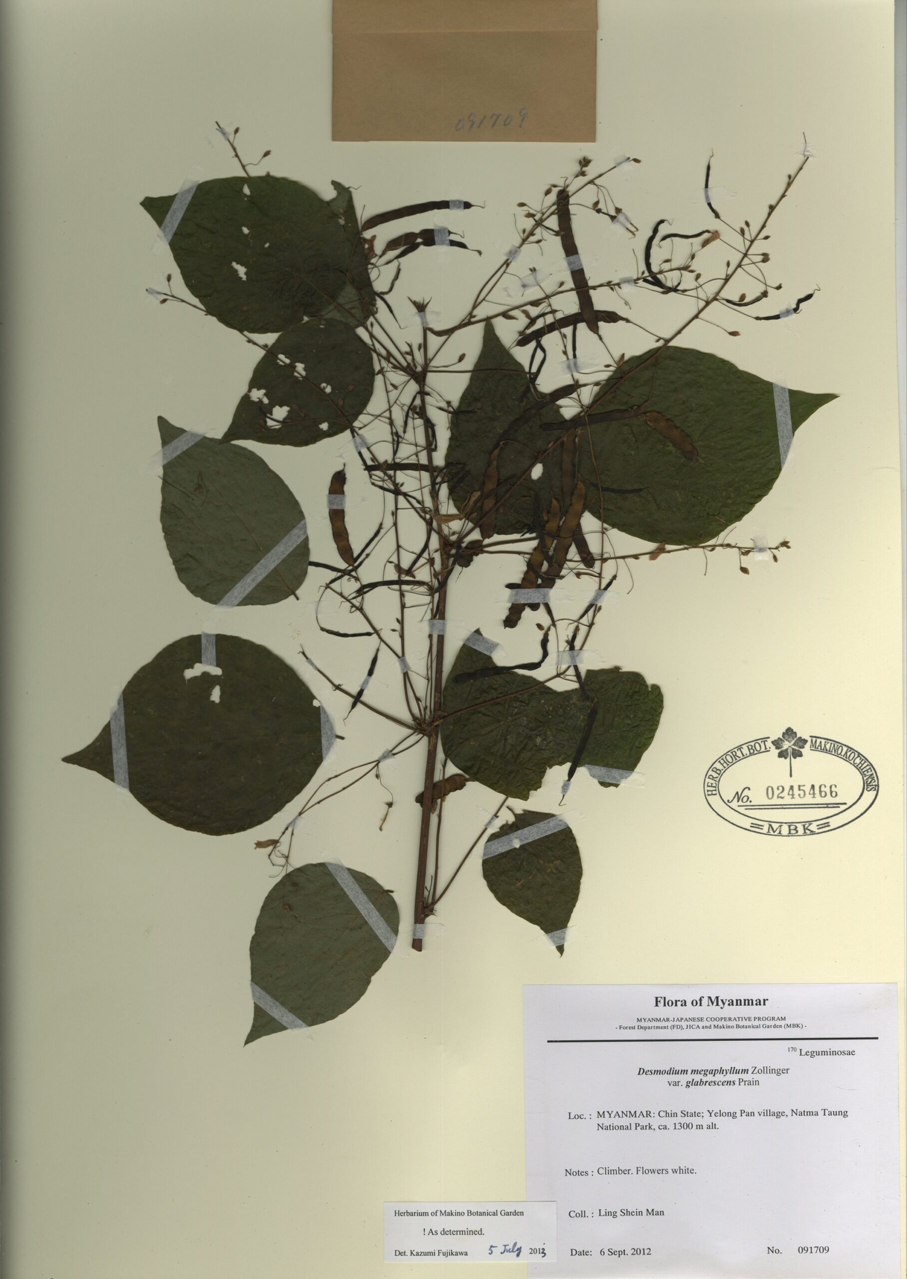 Ototropis megaphylla (Zoll. & Moritzi) H.Ohashi & K.Ohashi var ...