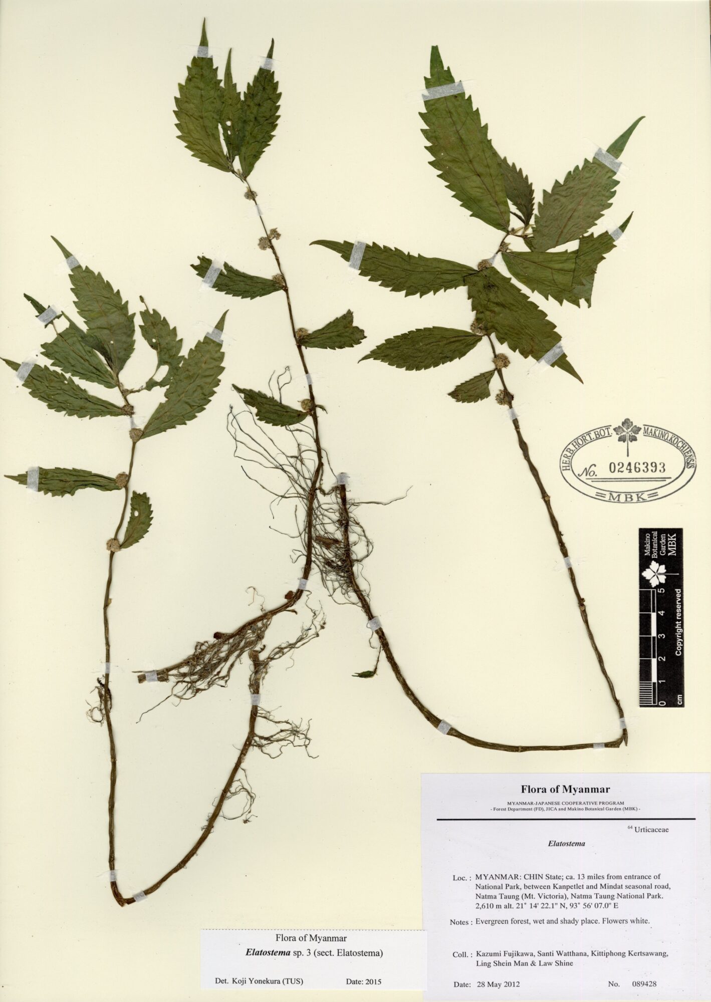 Elatostema sp. 3 (sect. Elatostema) | Myanmar Vascular Plants Database