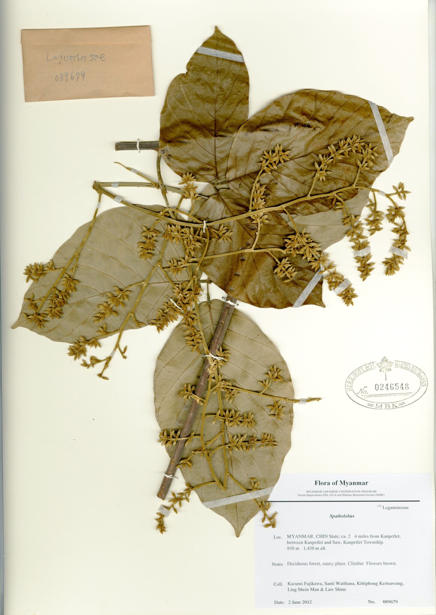 Spatholobus parviflorus (Roxb. ex DC.) Kuntze | Myanmar Vascular Plants ...