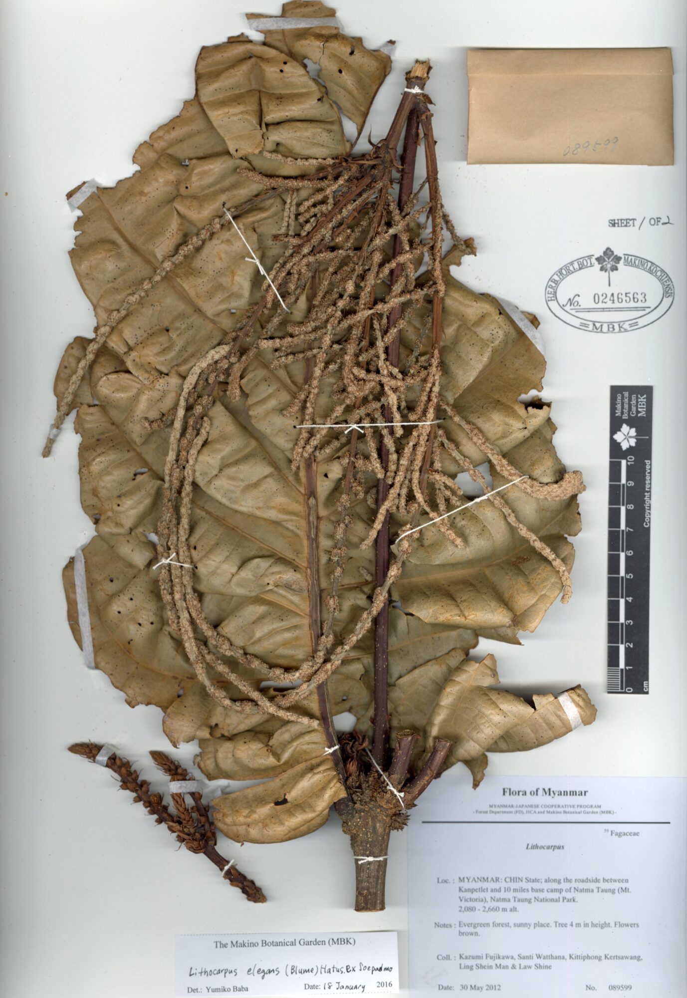 Lithocarpus elegans (Blume) Hatus. ex Soepadmo | Myanmar Vascular ...