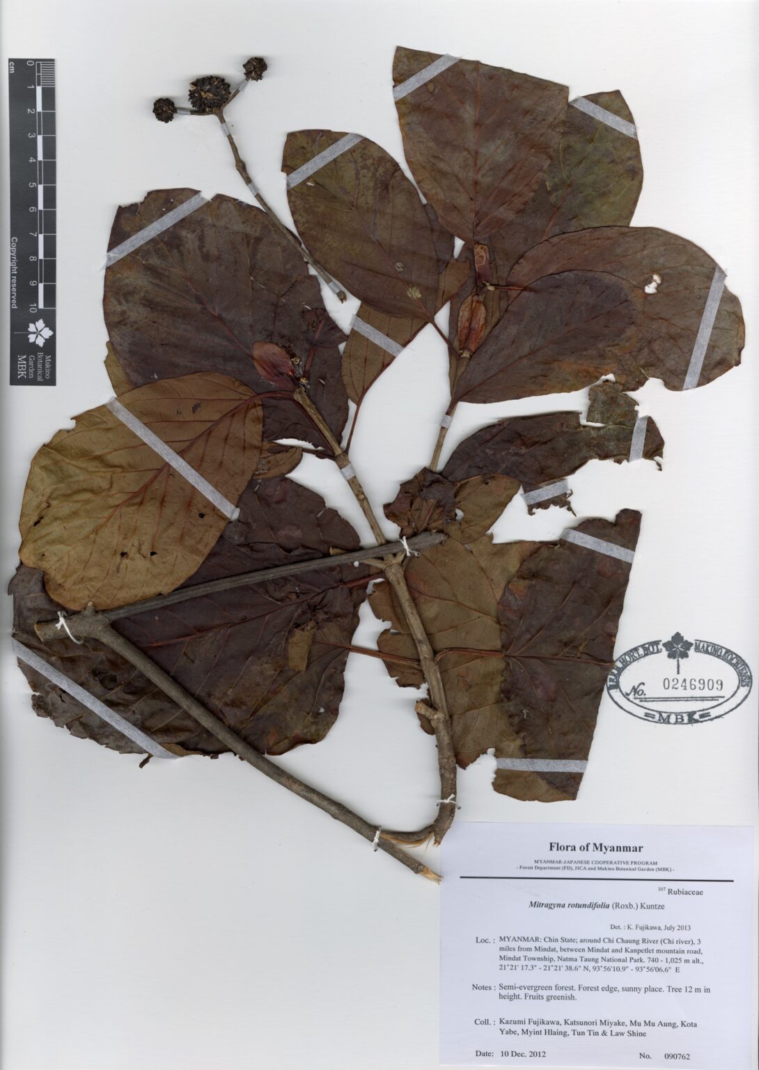 Mitragyna rotundifolia (Roxb.) Kuntze | Myanmar Vascular Plants Database