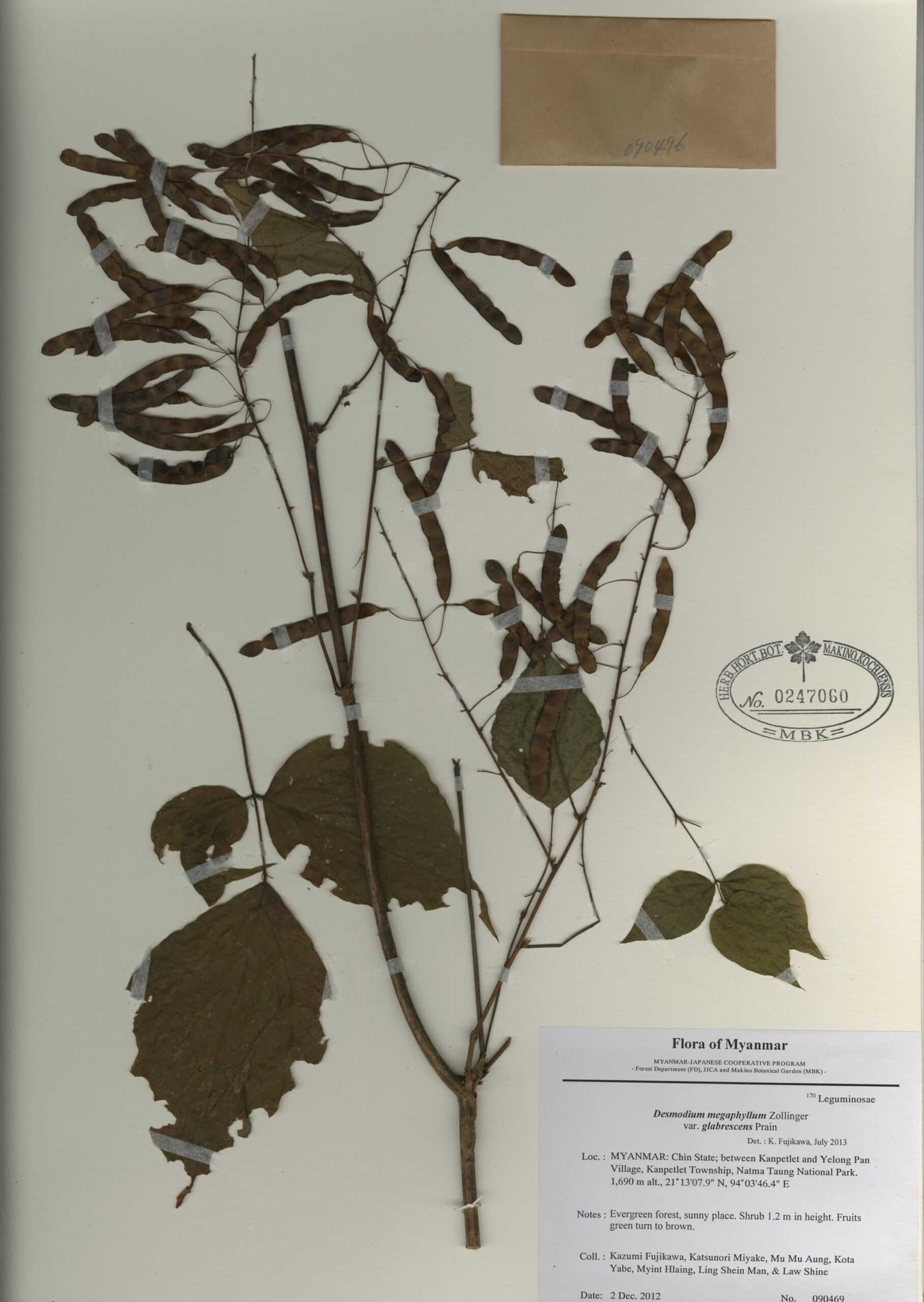 Ototropis megaphylla (Zoll. & Moritzi) H.Ohashi & K.Ohashi var ...