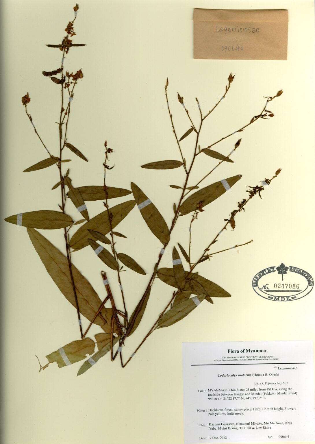 Codariocalyx motorius (Houtt.) H. Ohashi | Myanmar Vascular Plants Database