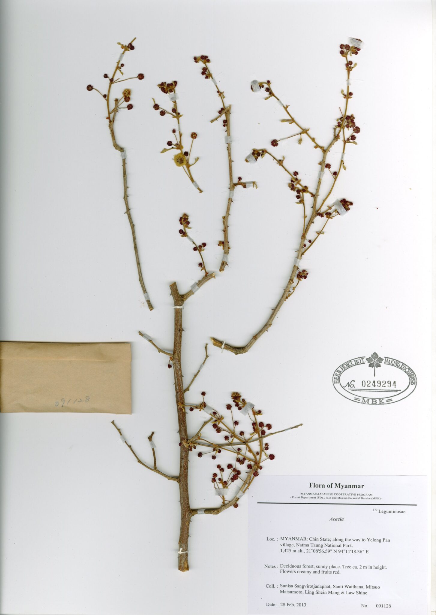 Acacia concinna (Willd.) DC. | Myanmar Vascular Plants Database