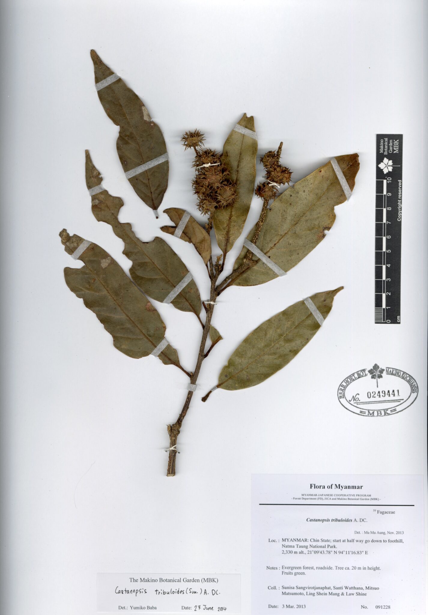 Castanopsis tribuloides (Sm.) A. DC. | Myanmar Vascular Plants Database Castanopsis tribuloides (Sm.) A. DC. | Myanmar Vascular Plants Database