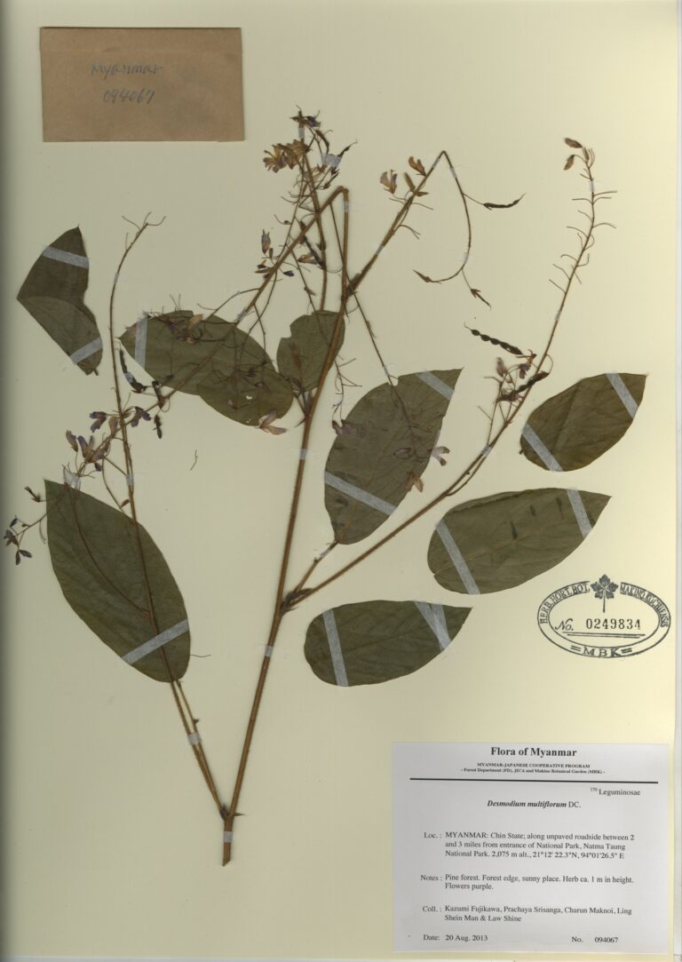 Ototropis multiflora (DC.) H.Ohashi & K.Ohashi | Myanmar Vascular ...