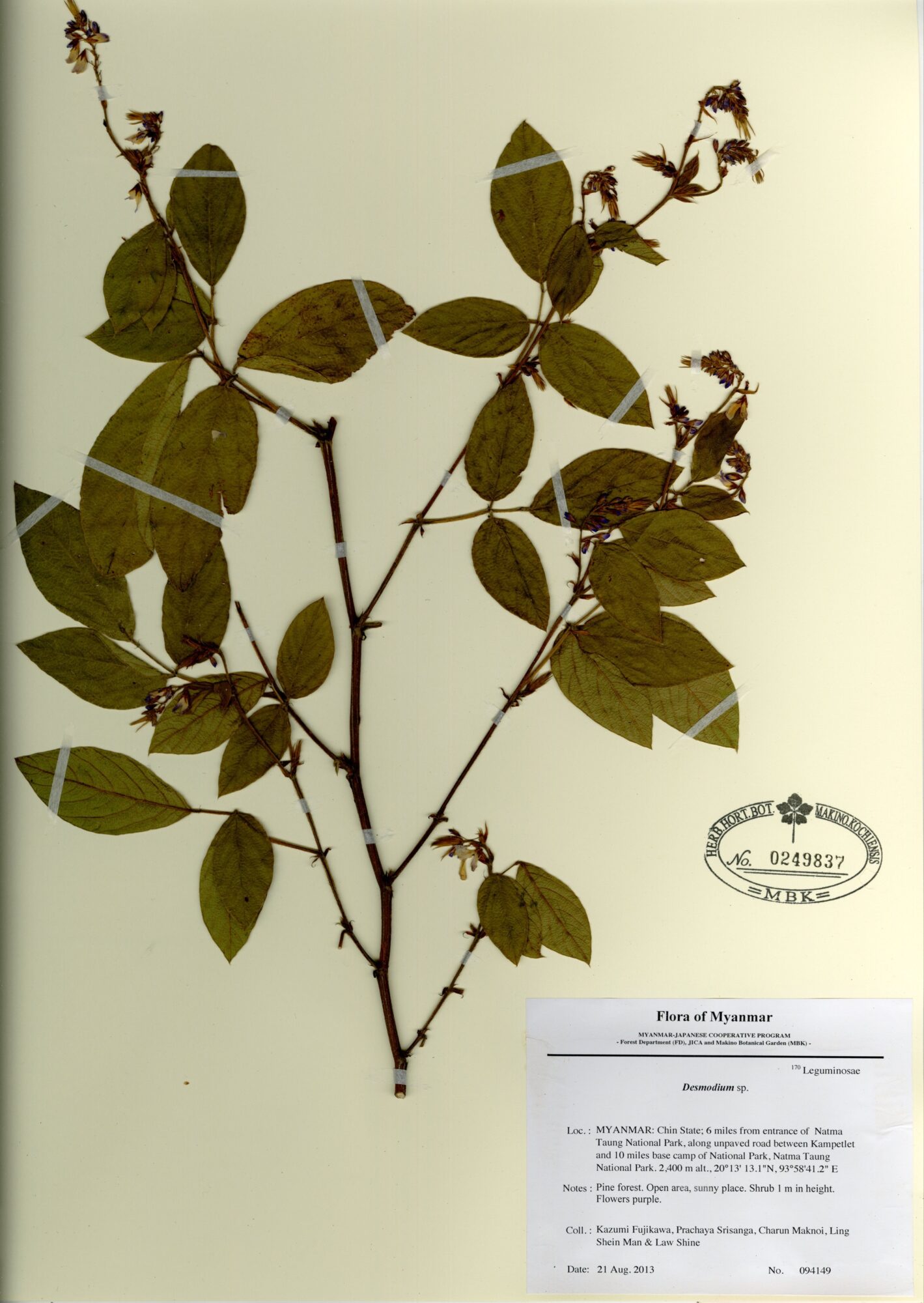 Ototropis multiflora (DC.) H.Ohashi & K.Ohashi | Myanmar Vascular ...