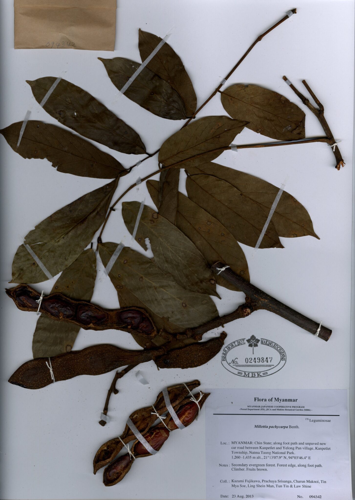 Millettia extensa Benth. ex Baker | Myanmar Vascular Plants Database