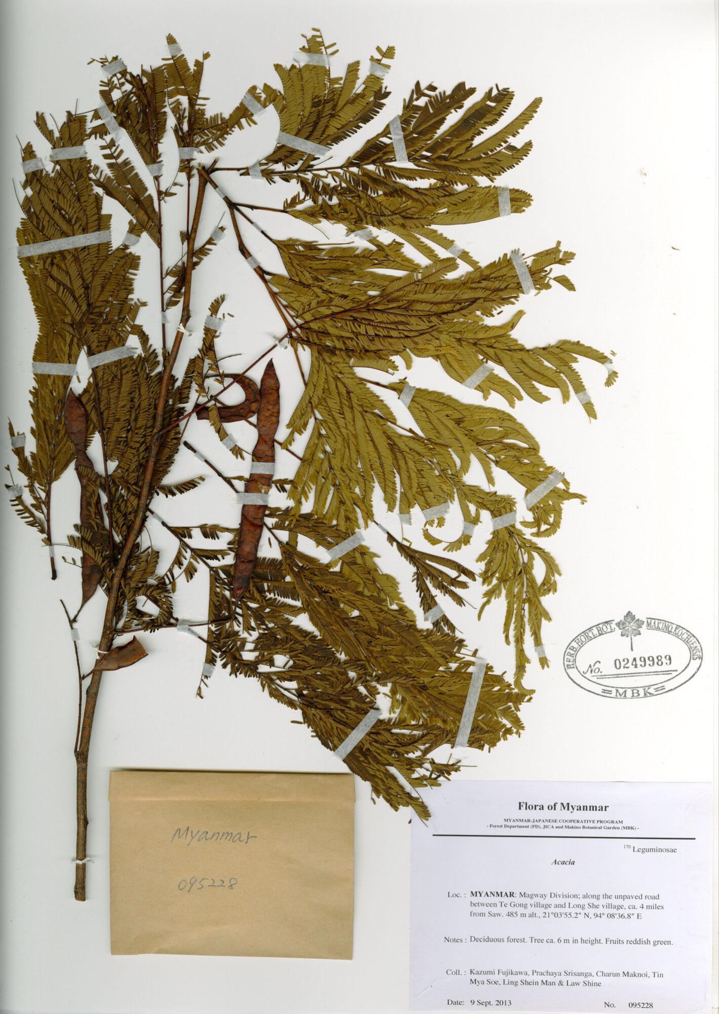 Acacia catechu (L. f.) Willd. | Myanmar Vascular Plants Database