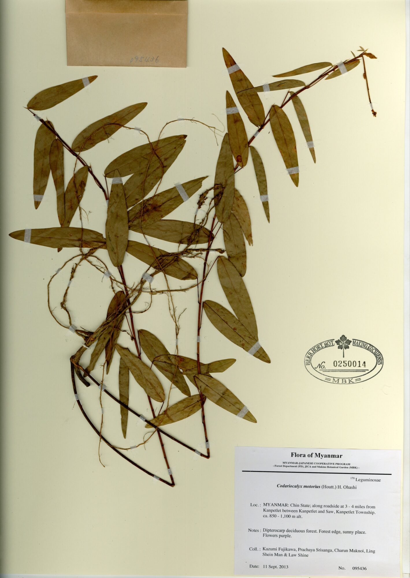 Codariocalyx motorius (Houtt.) H. Ohashi | Myanmar Vascular Plants Database