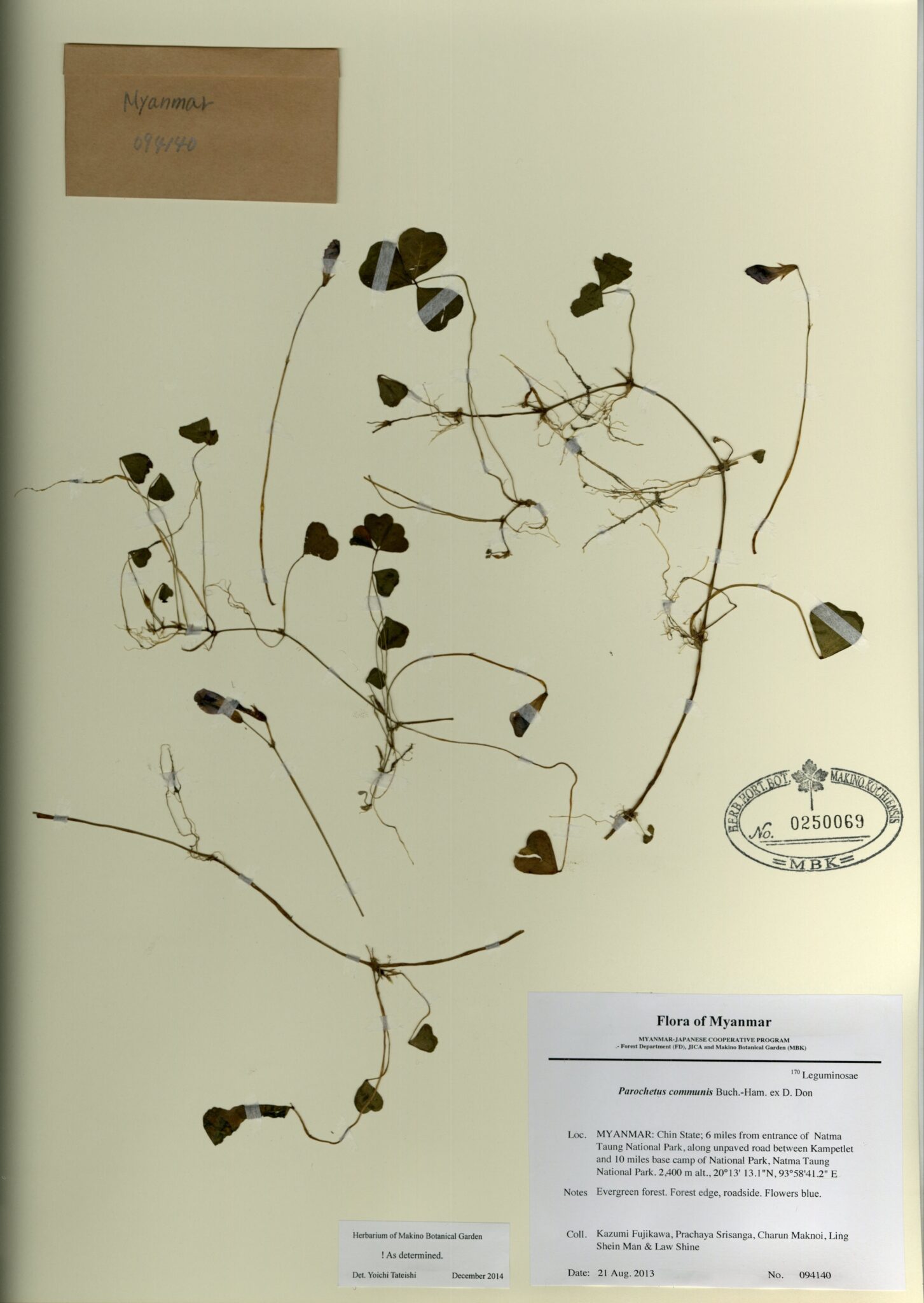 Parochetus communis Buch.-Ham. ex D. Don | Myanmar Vascular Plants Database