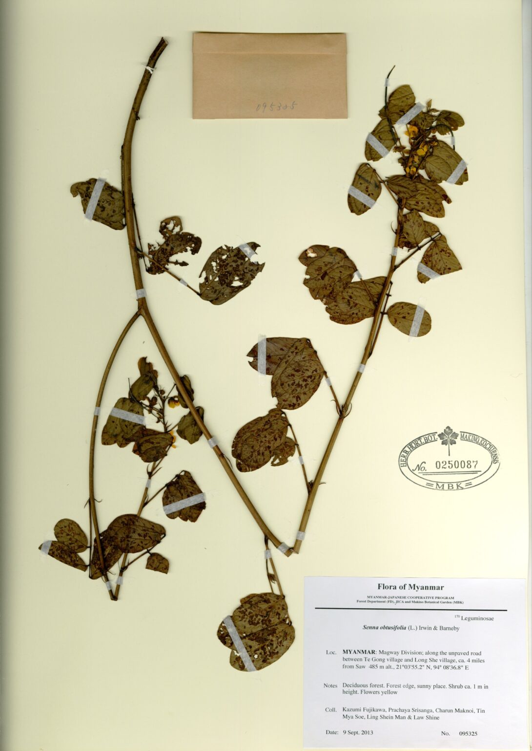 Senna tora (L.) Roxb. | Myanmar Vascular Plants Database