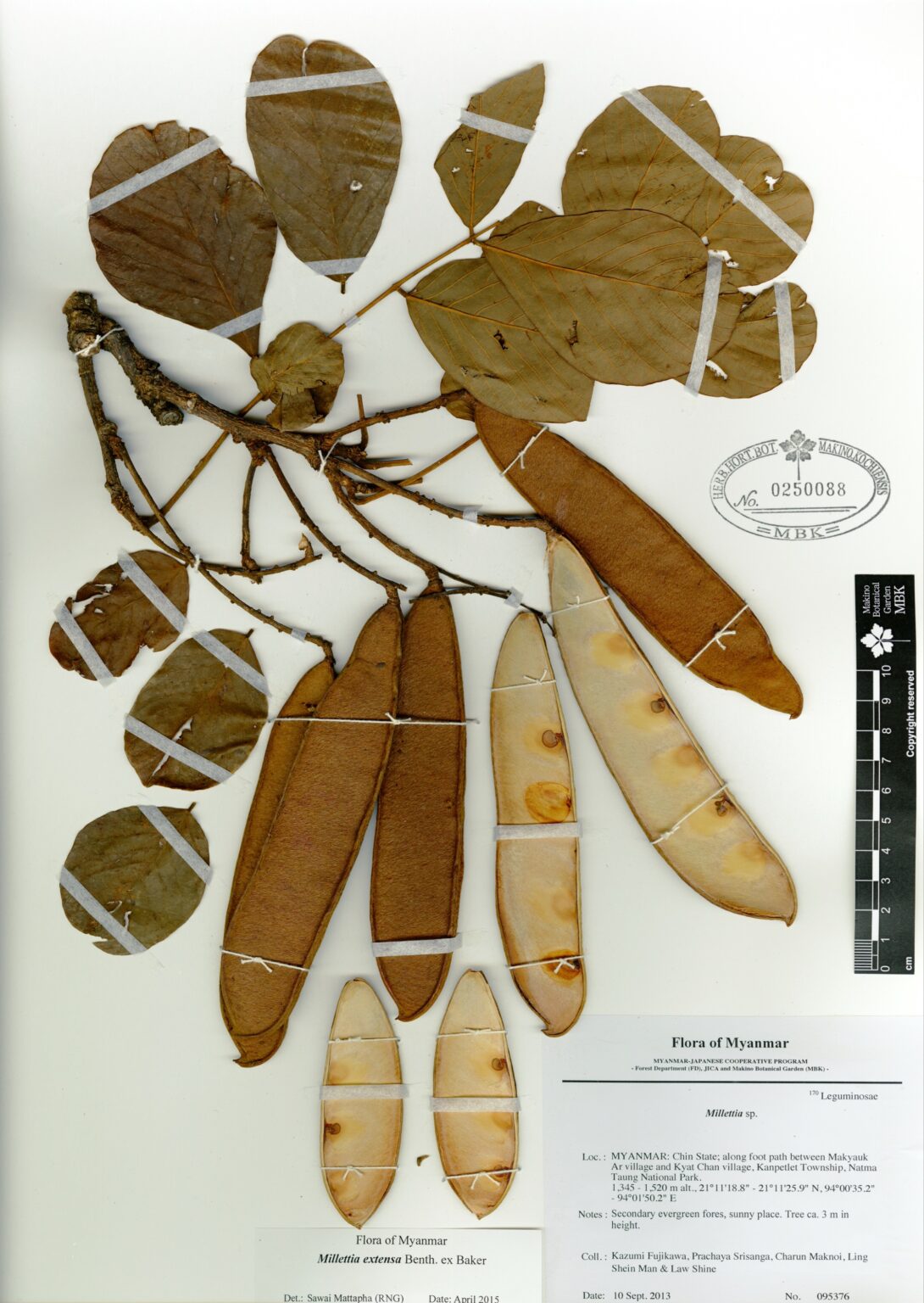 Millettia extensa Benth. ex Baker | Myanmar Vascular Plants Database