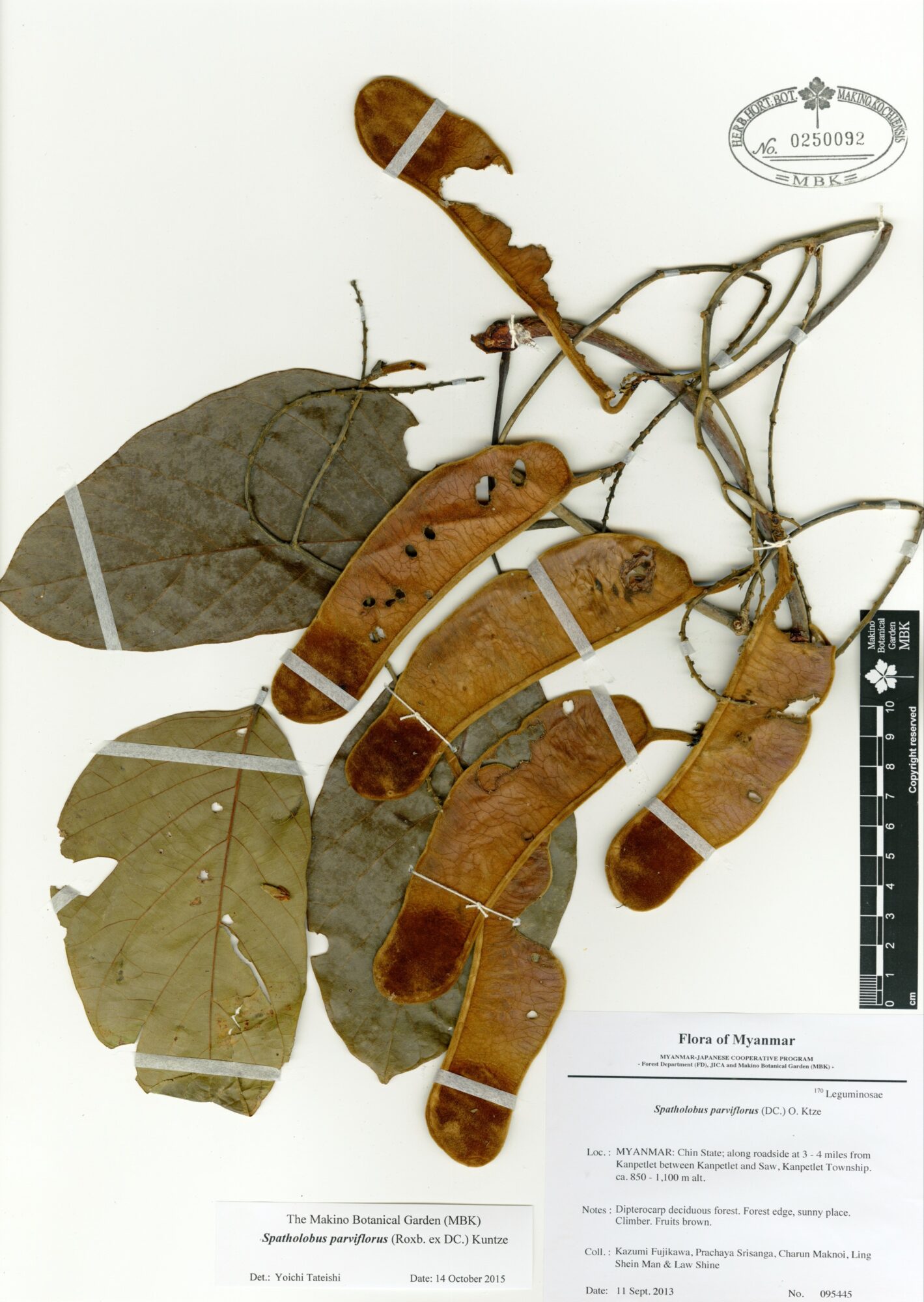 Spatholobus parviflorus (Roxb. ex DC.) Kuntze | Myanmar Vascular Plants ...