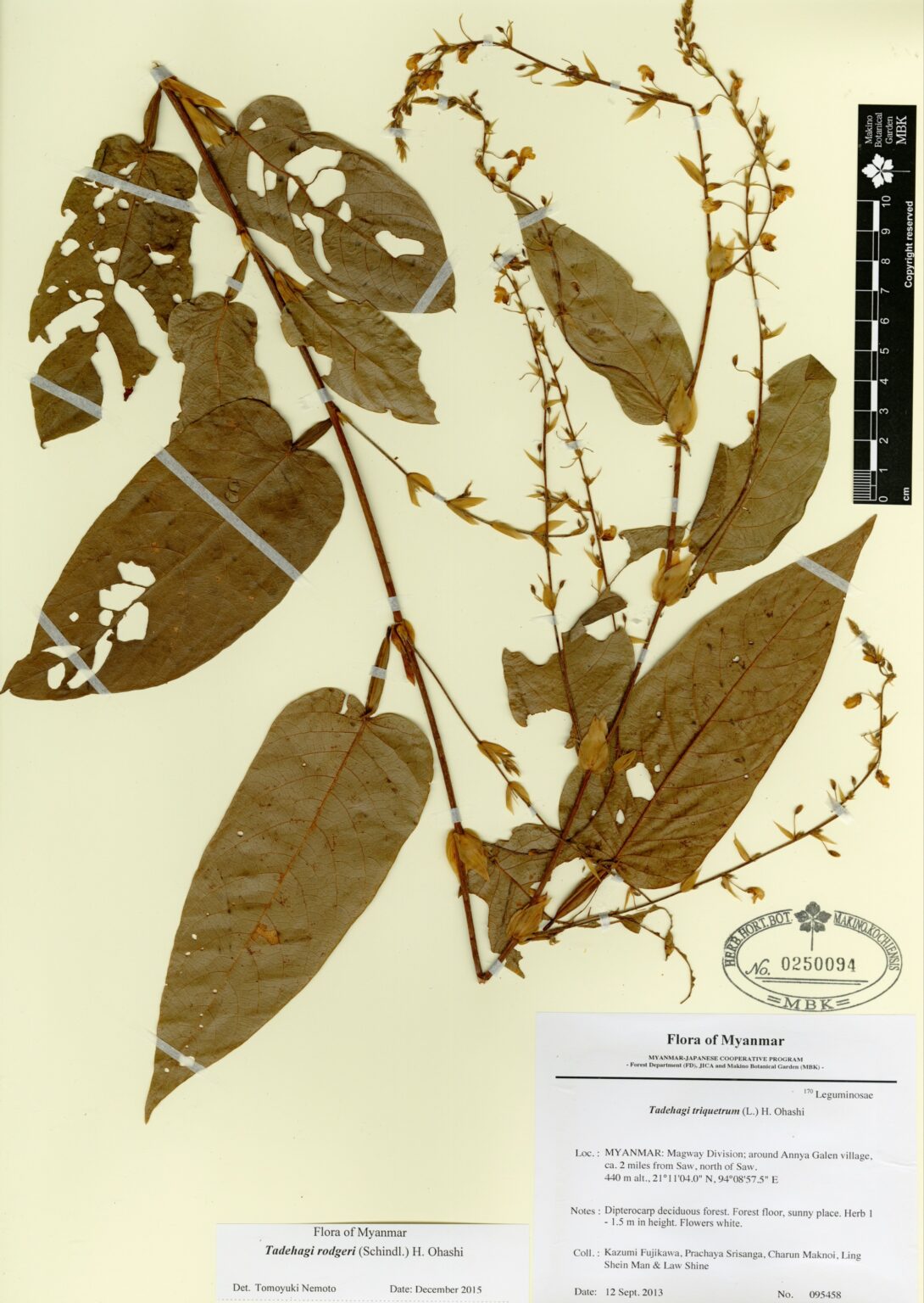 Tadehagi rodgeri (Schindl.) H. Ohashi | Myanmar Vascular Plants Database