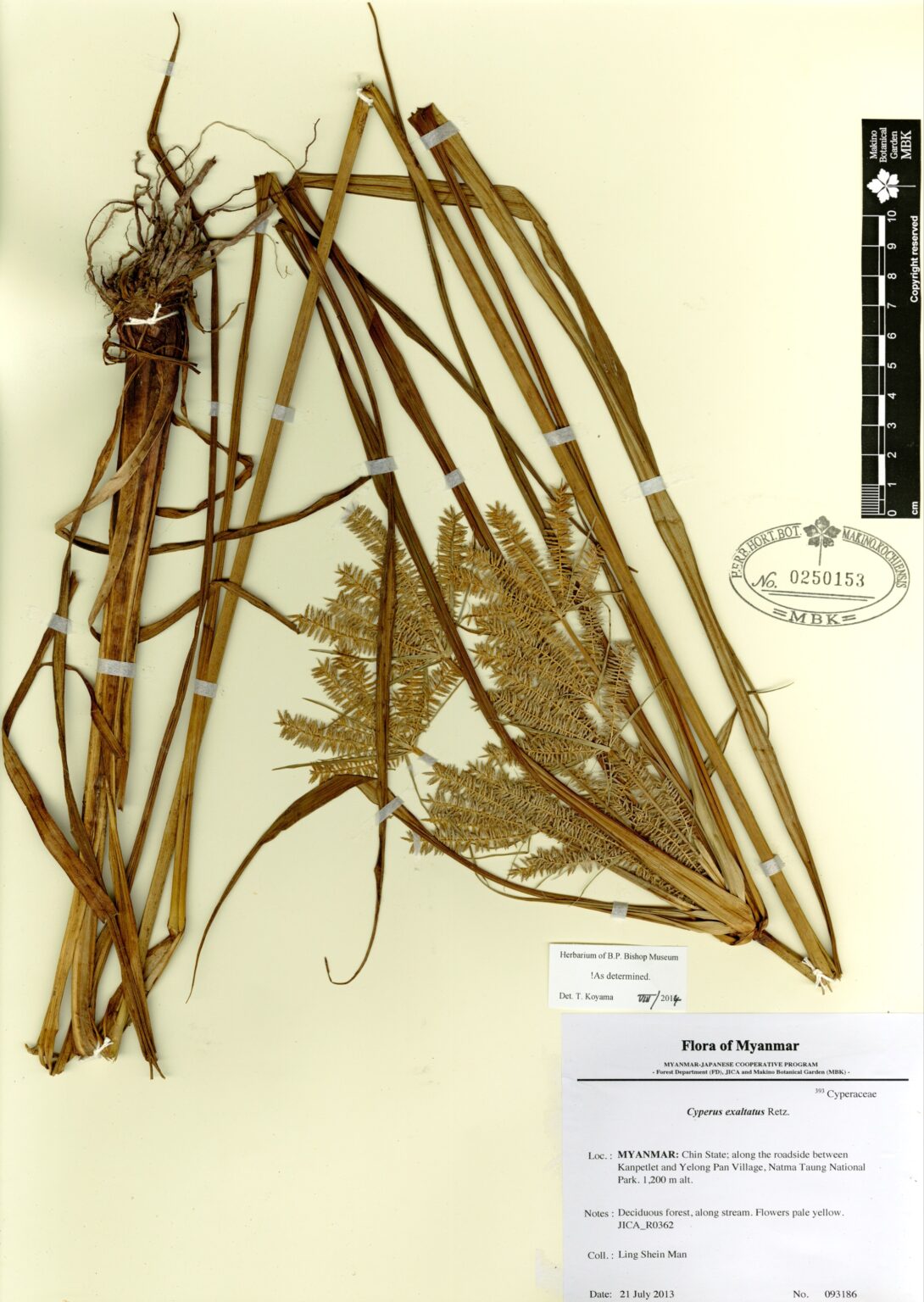 Cyperus exaltatus Retz. | Myanmar Vascular Plants Database