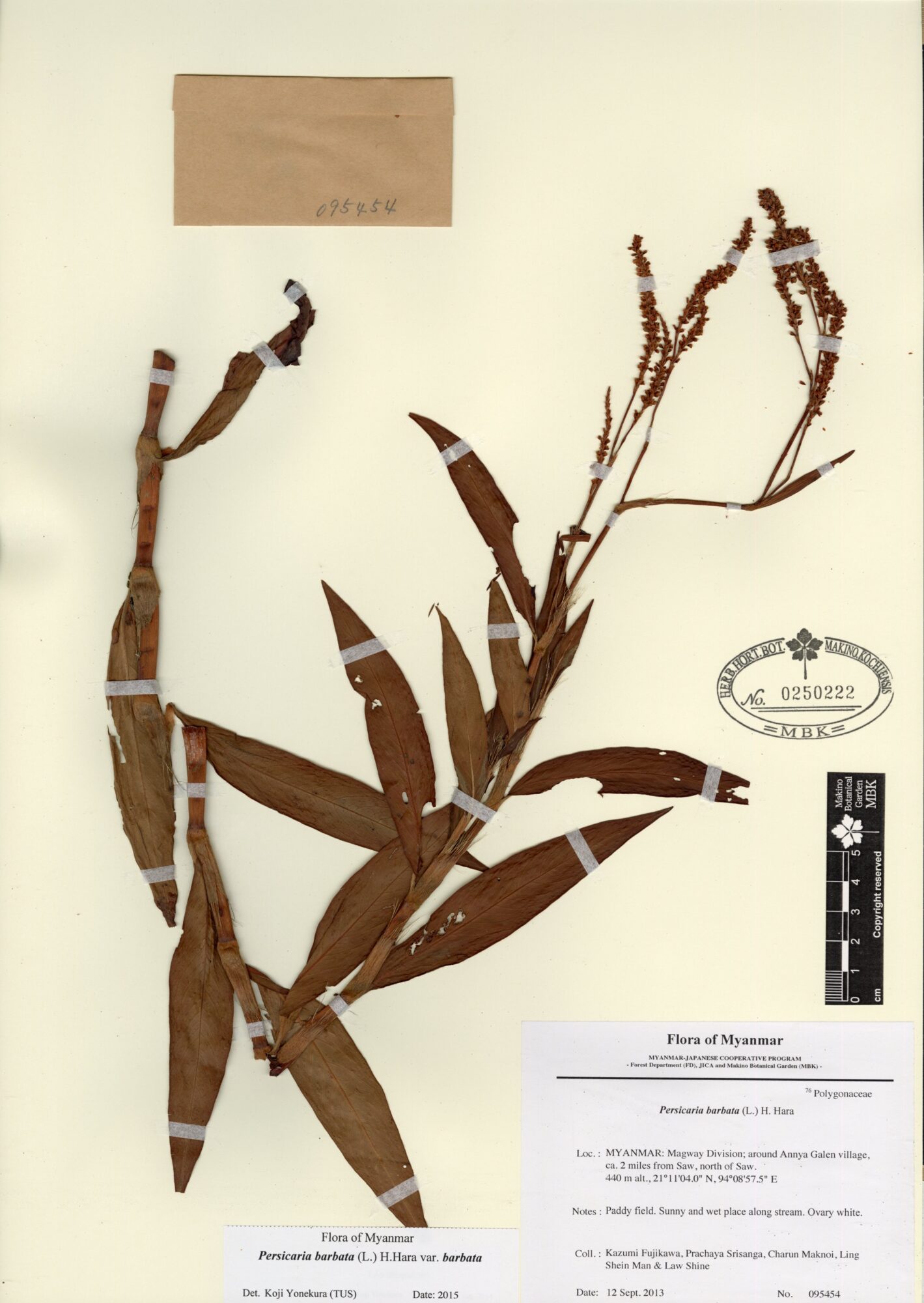 Persicaria barbata (L.) H.Hara var. barbata | Myanmar Vascular Plants ...