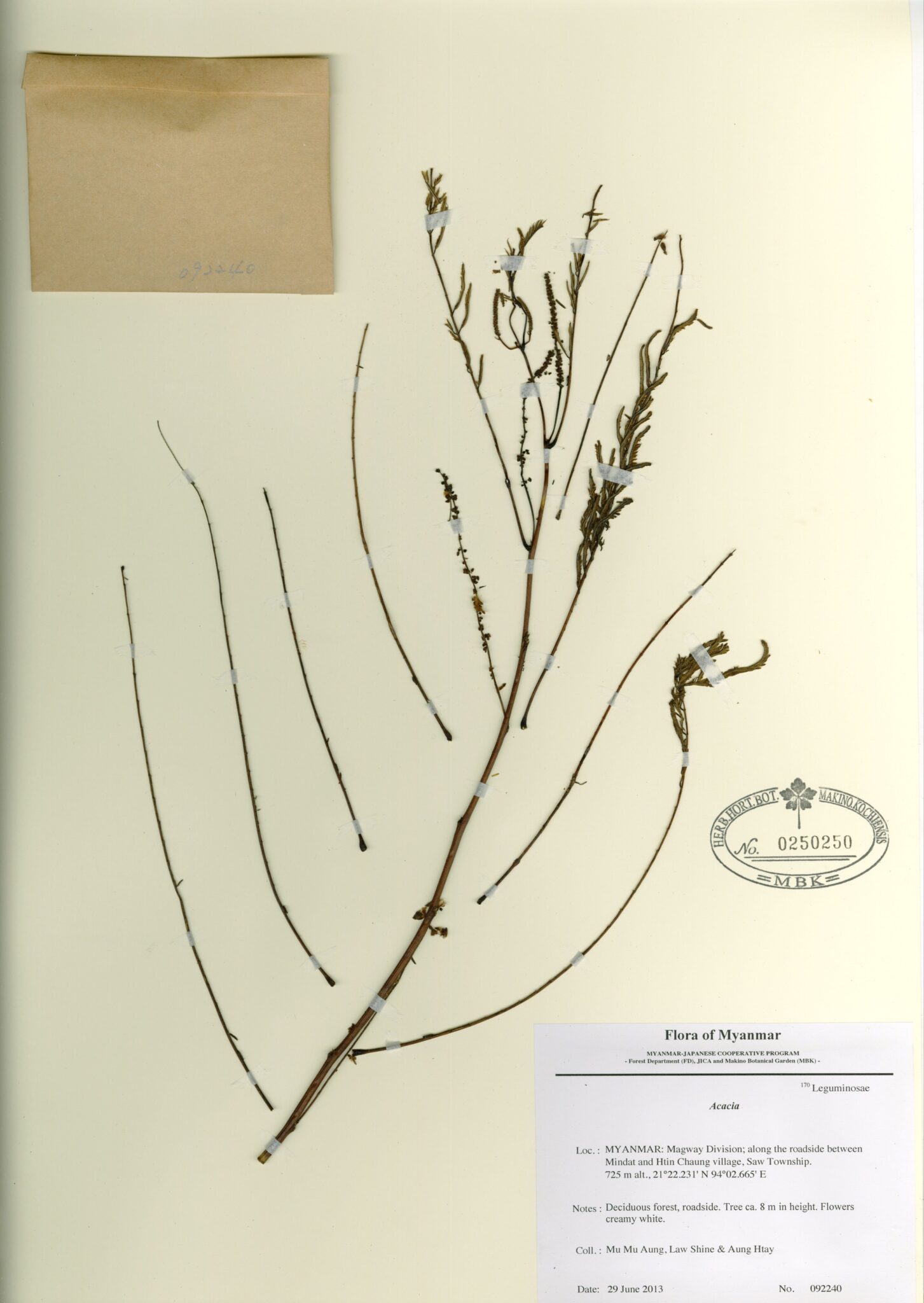 Acacia catechu (L. f.) Willd. | Myanmar Vascular Plants Database