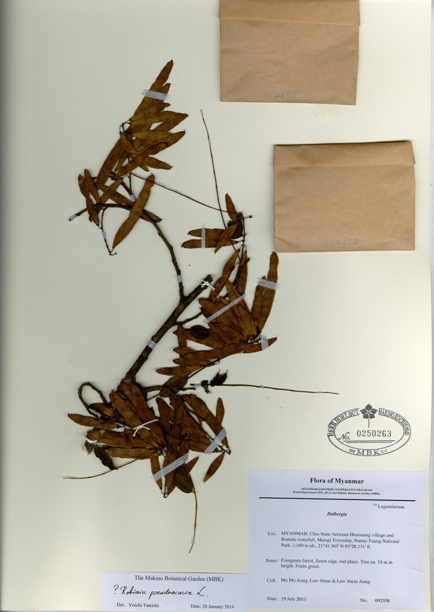 Derris sp. | Myanmar Vascular Plants Database