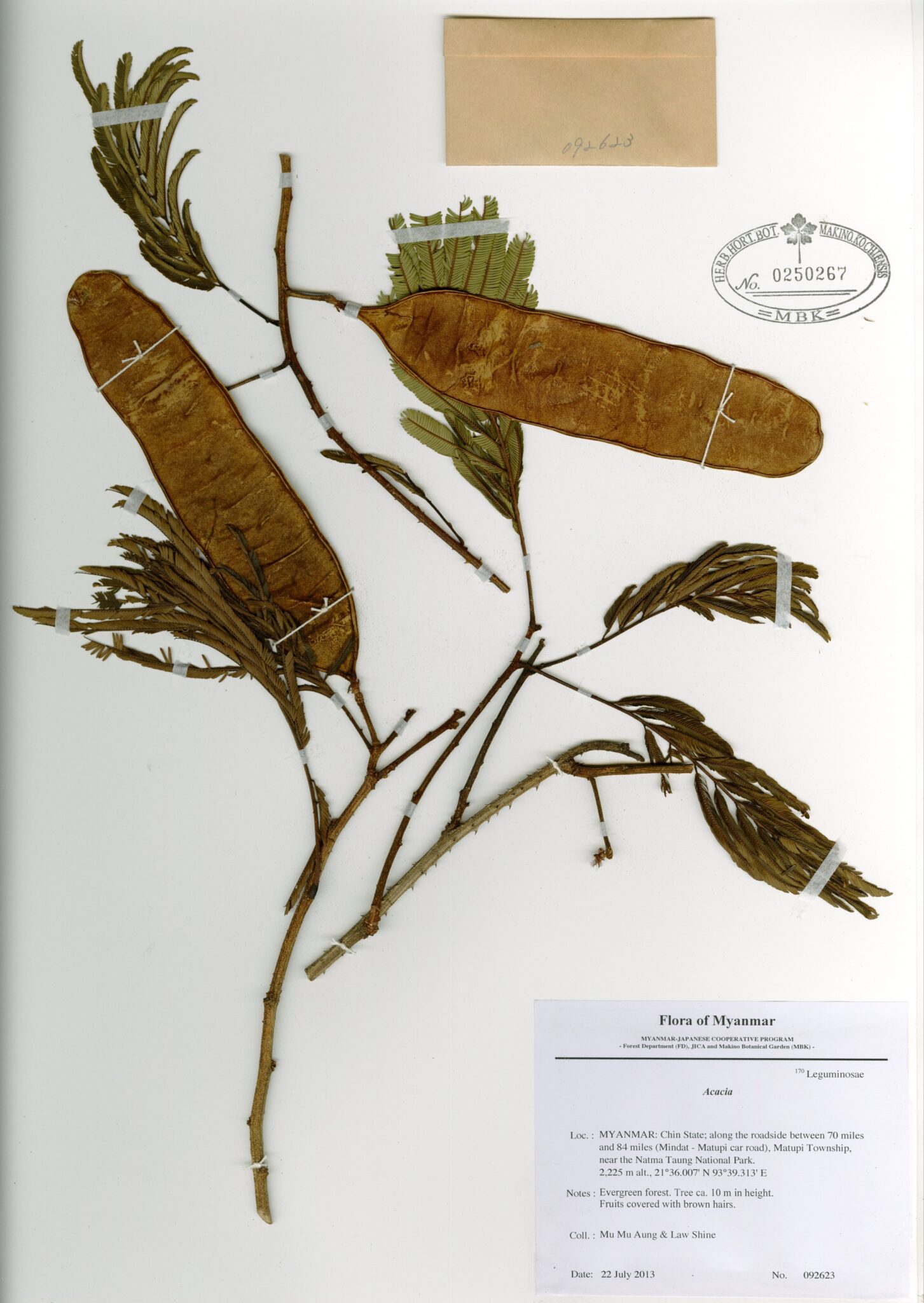 Acacia pennata (L.) Willd. ssp. pennata | Myanmar Vascular Plants Database