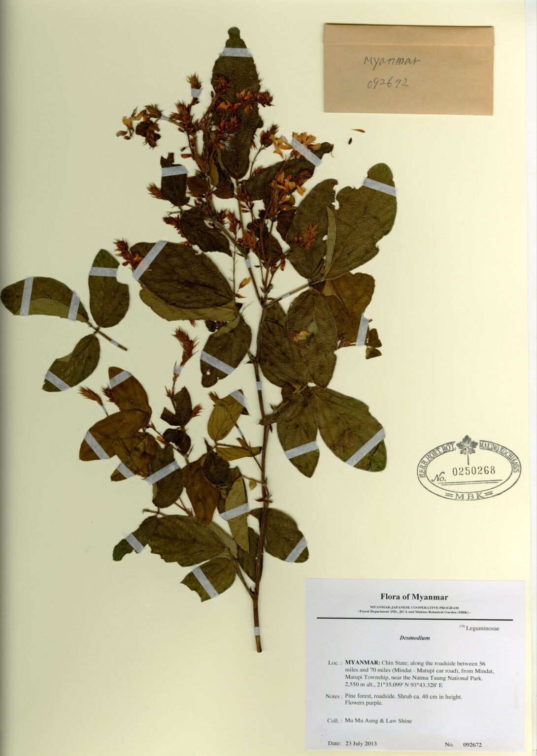 Ototropis multiflora (DC.) H.Ohashi & K.Ohashi | Myanmar Vascular ...