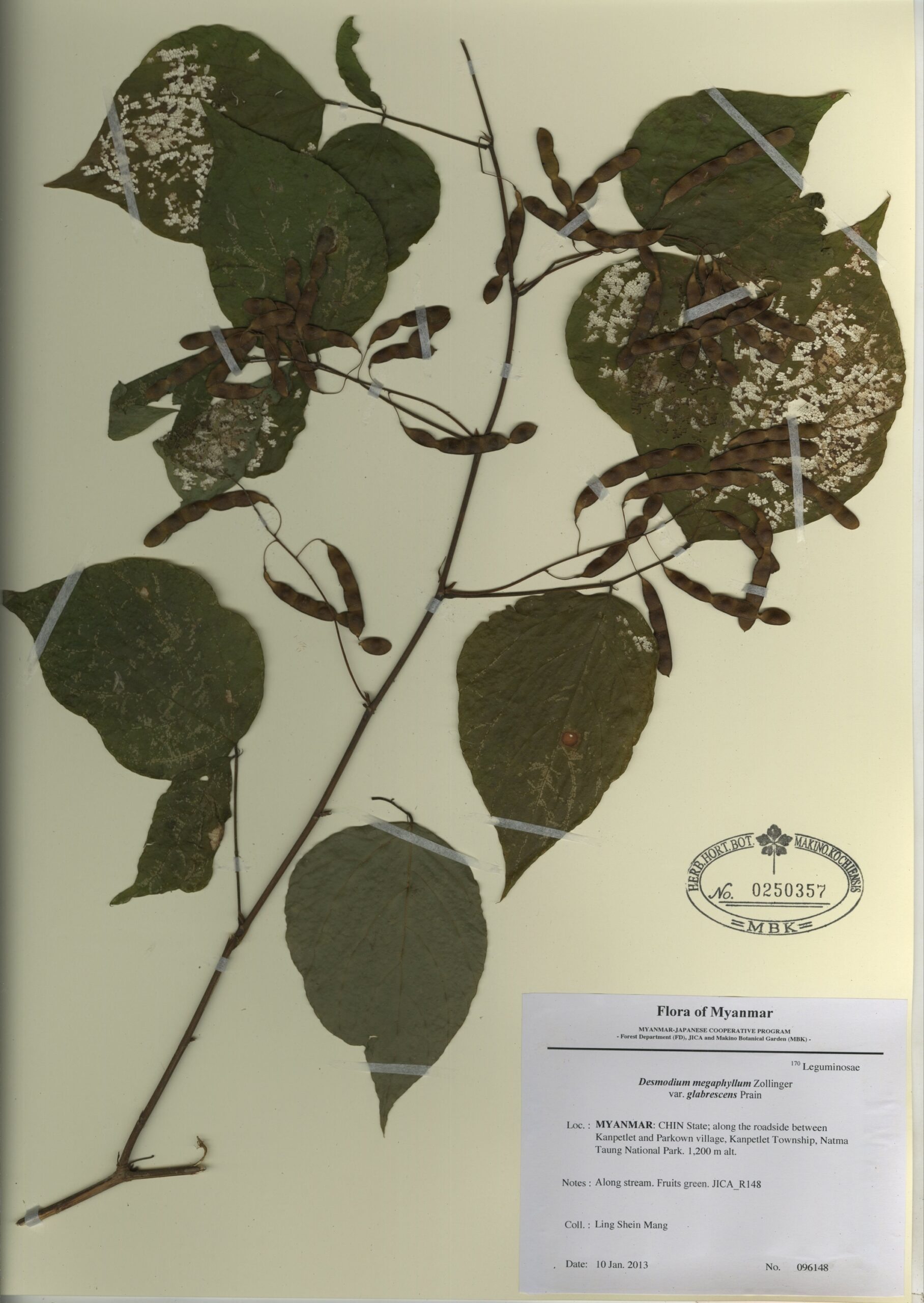 Ototropis megaphylla (Zoll. & Moritzi) H.Ohashi & K.Ohashi var ...