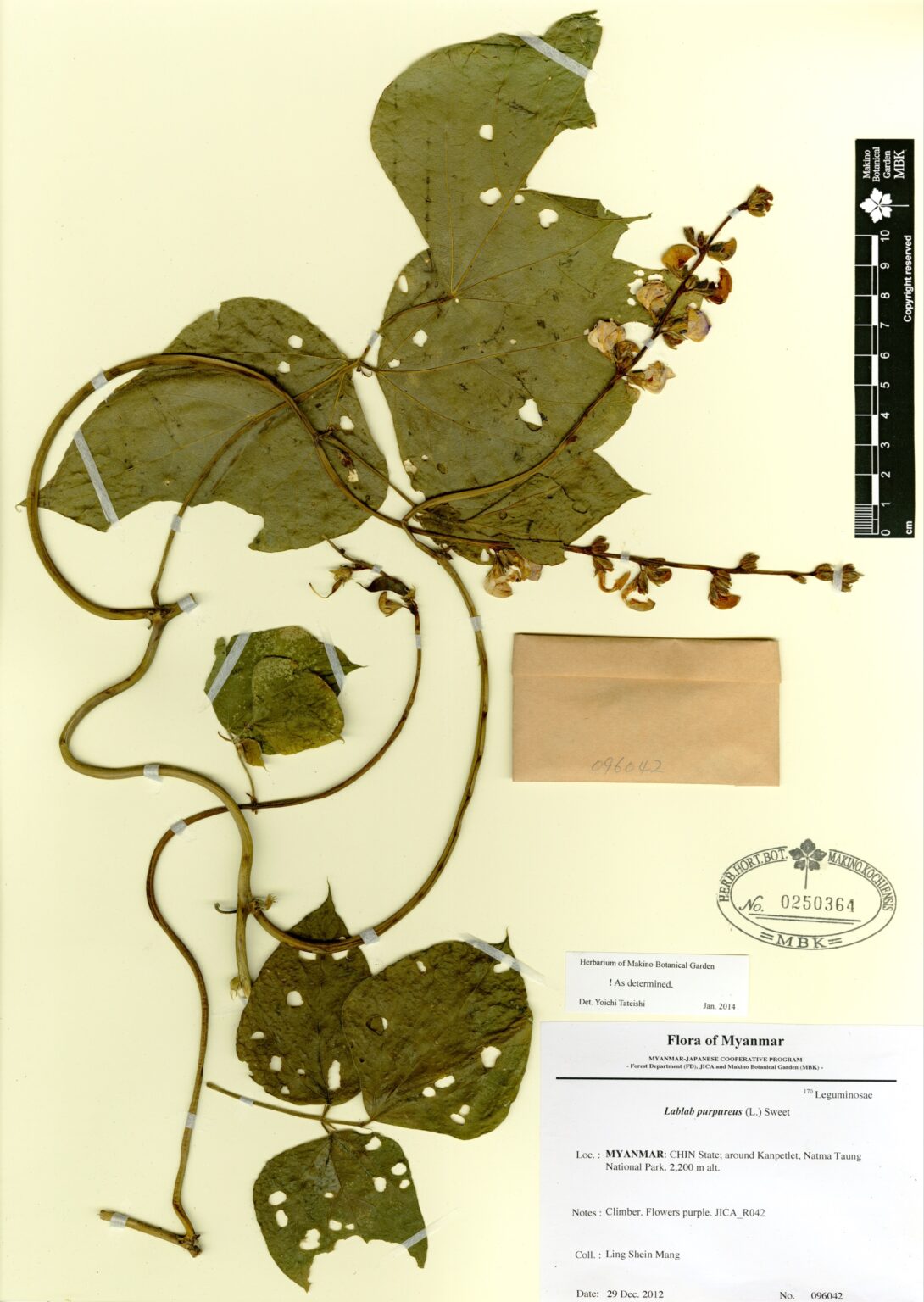 Lablab purpureus (L.) Sweet | Myanmar Vascular Plants Database