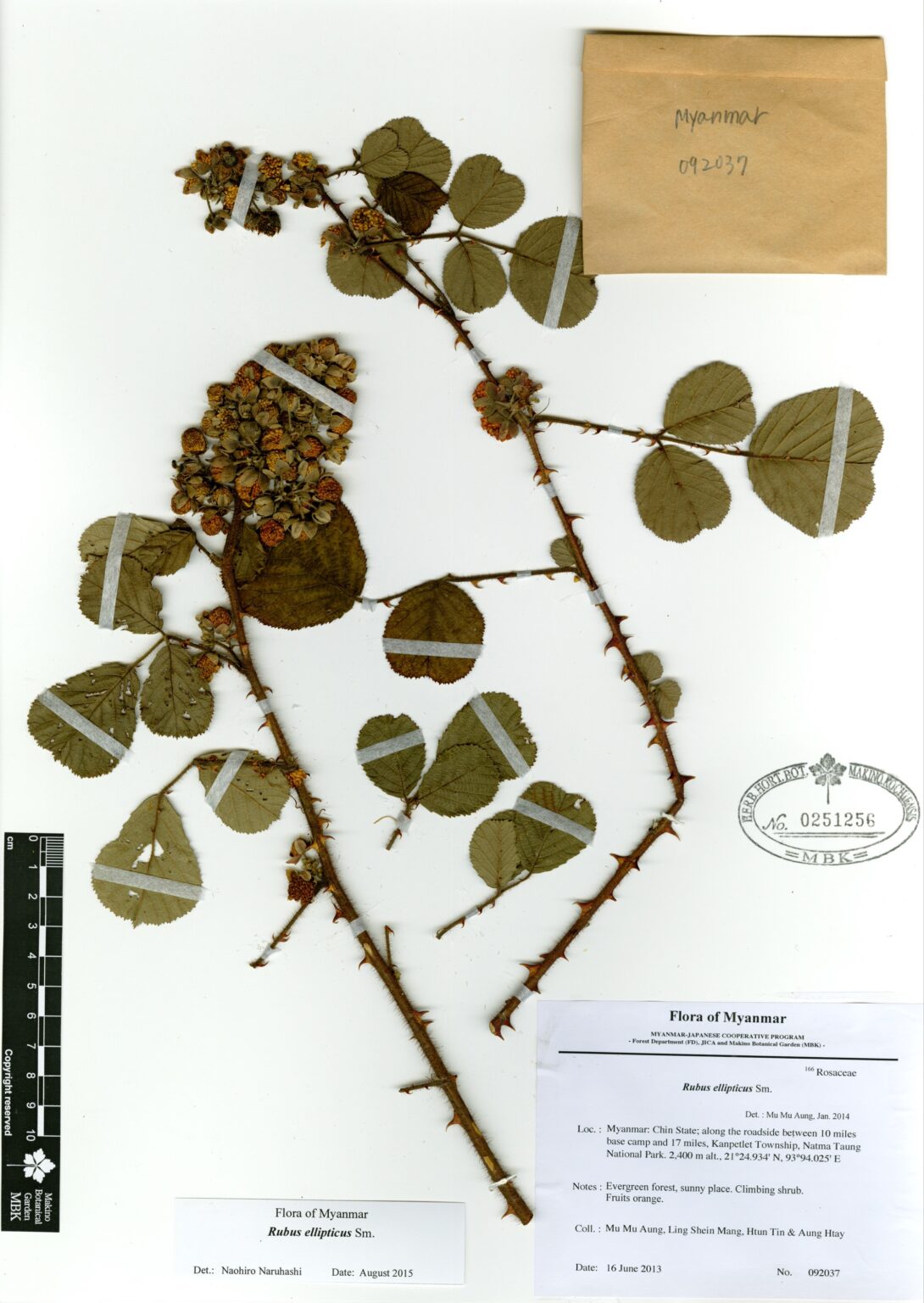 Rubus ellipticus Sm. | Myanmar Vascular Plants Database