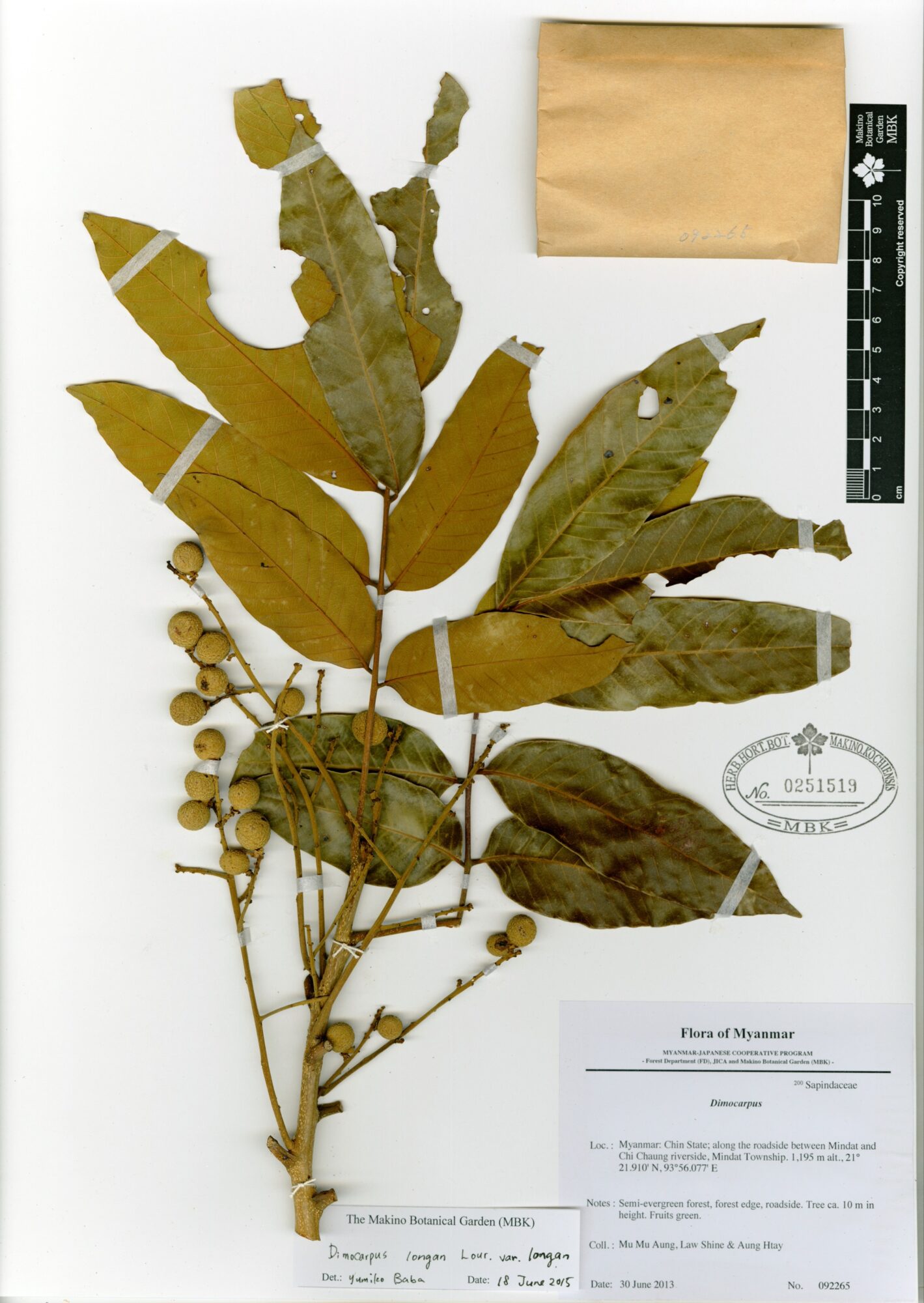 Dimocarpus longan Lour. var. longan | Myanmar Vascular Plants Database