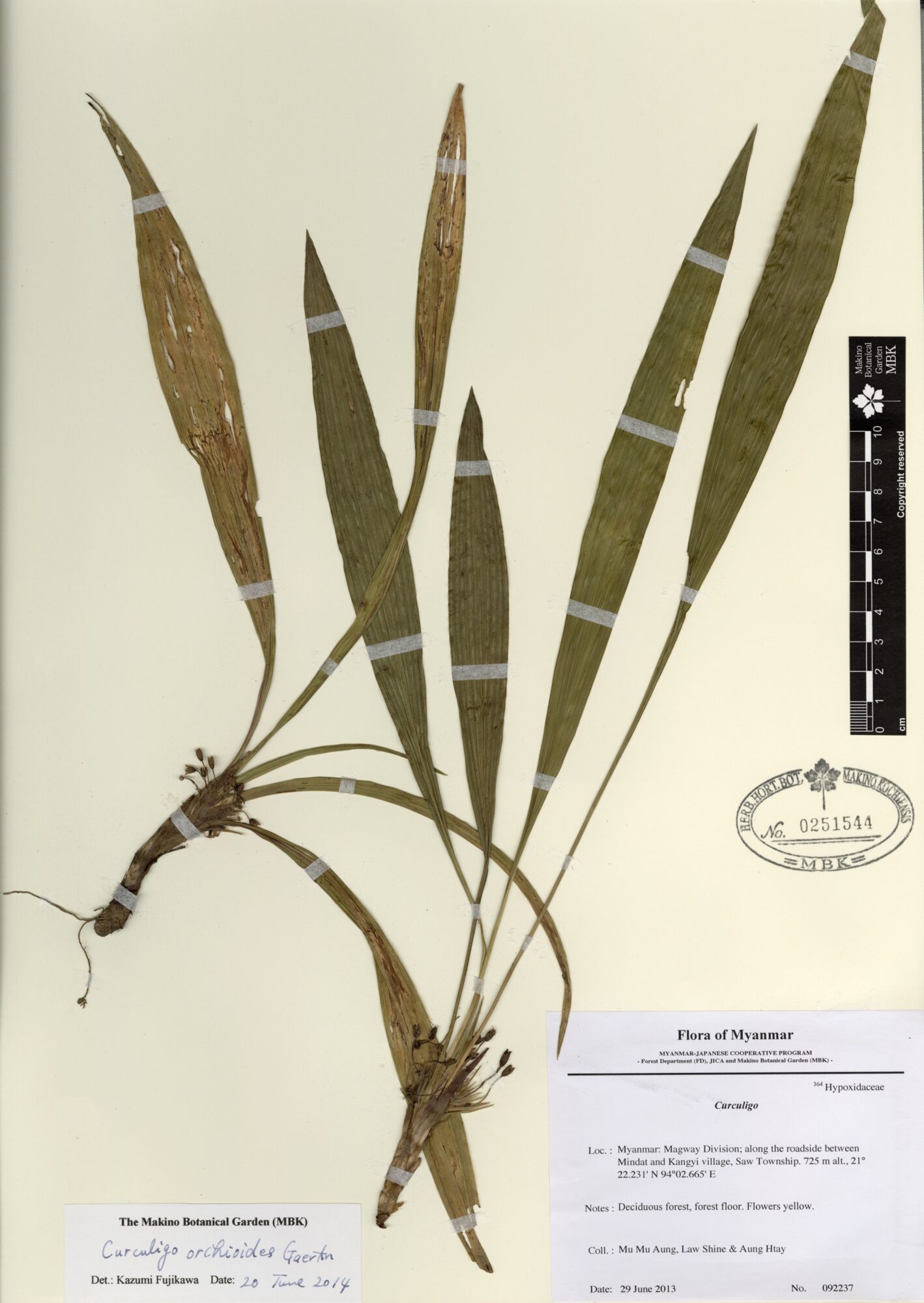 Curculigo orchioides Gaertn. | Myanmar Vascular Plants Database