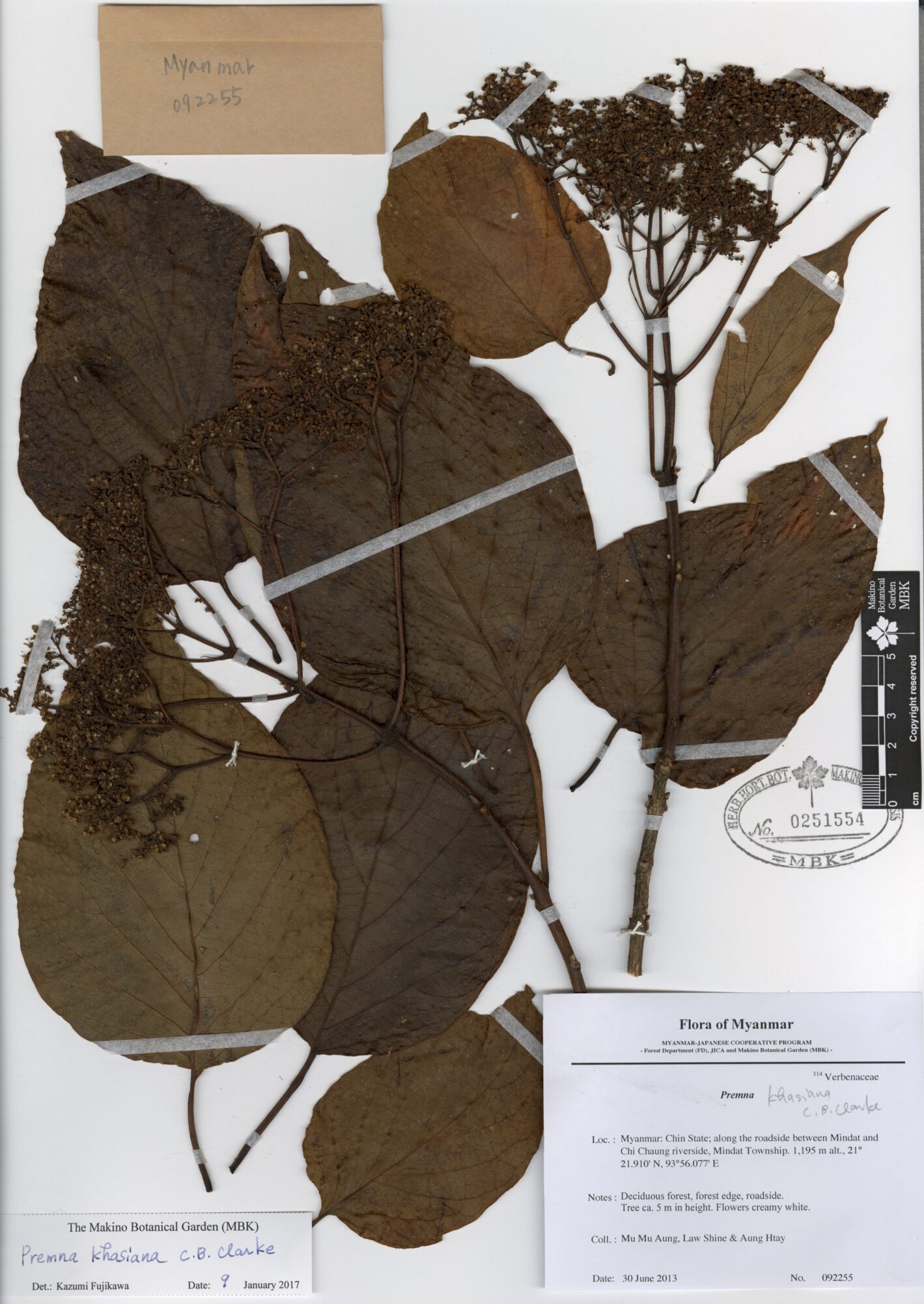 Premna khasiana C.B. Clarke | Myanmar Vascular Plants Database