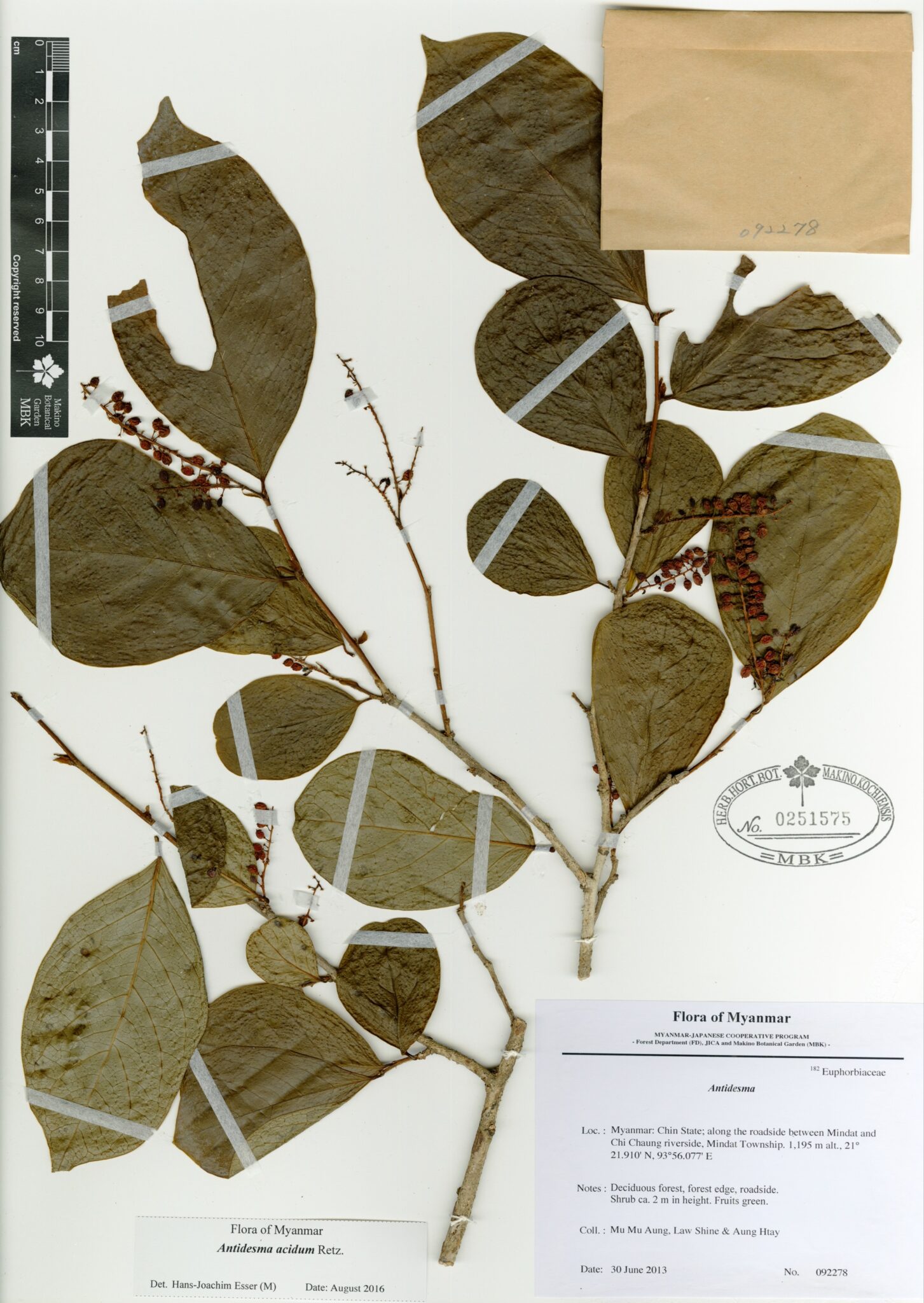 Antidesma acidum Retz. | Myanmar Vascular Plants Database