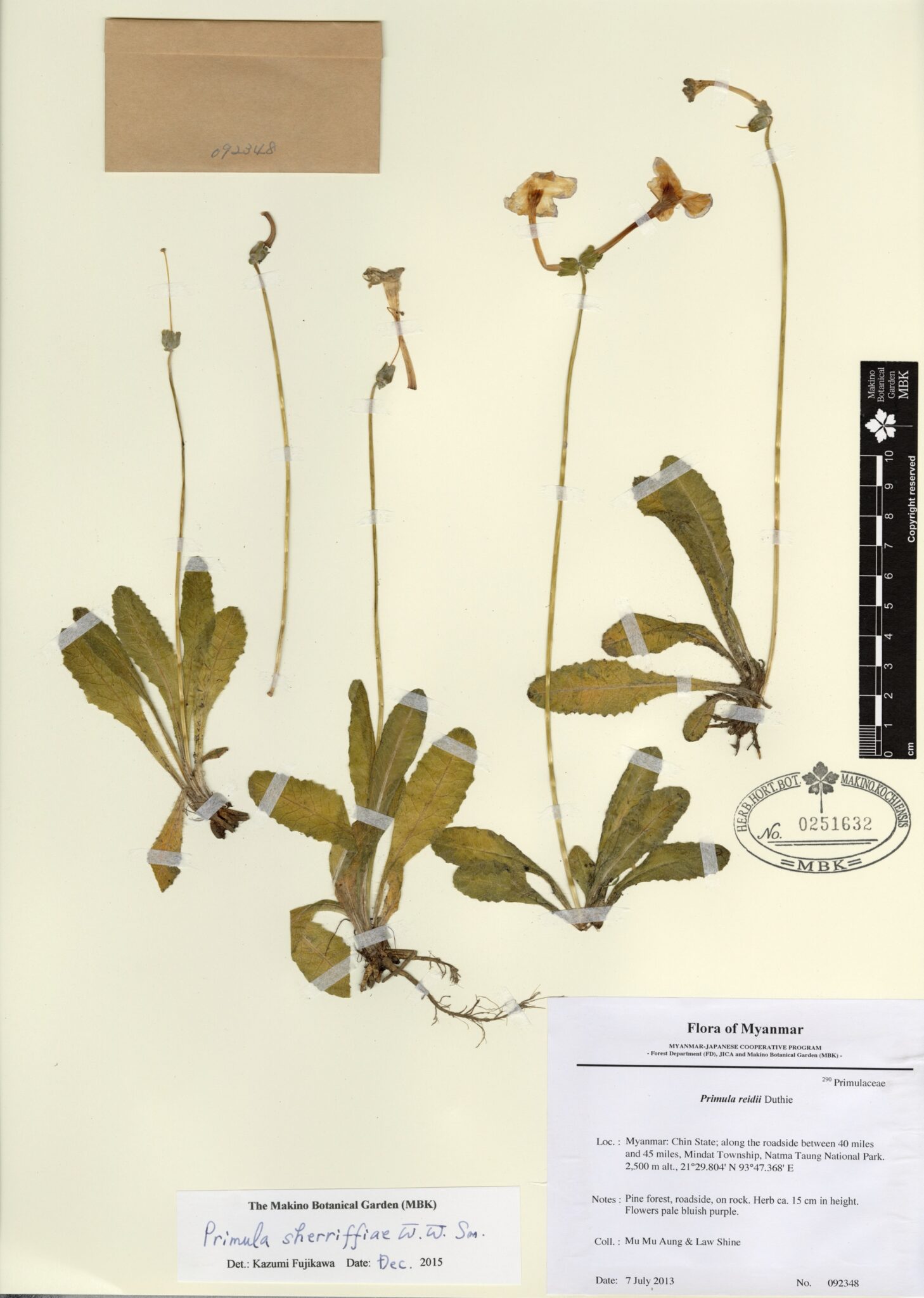 Primula sherriffiae W.W. Sm. | Myanmar Vascular Plants Database
