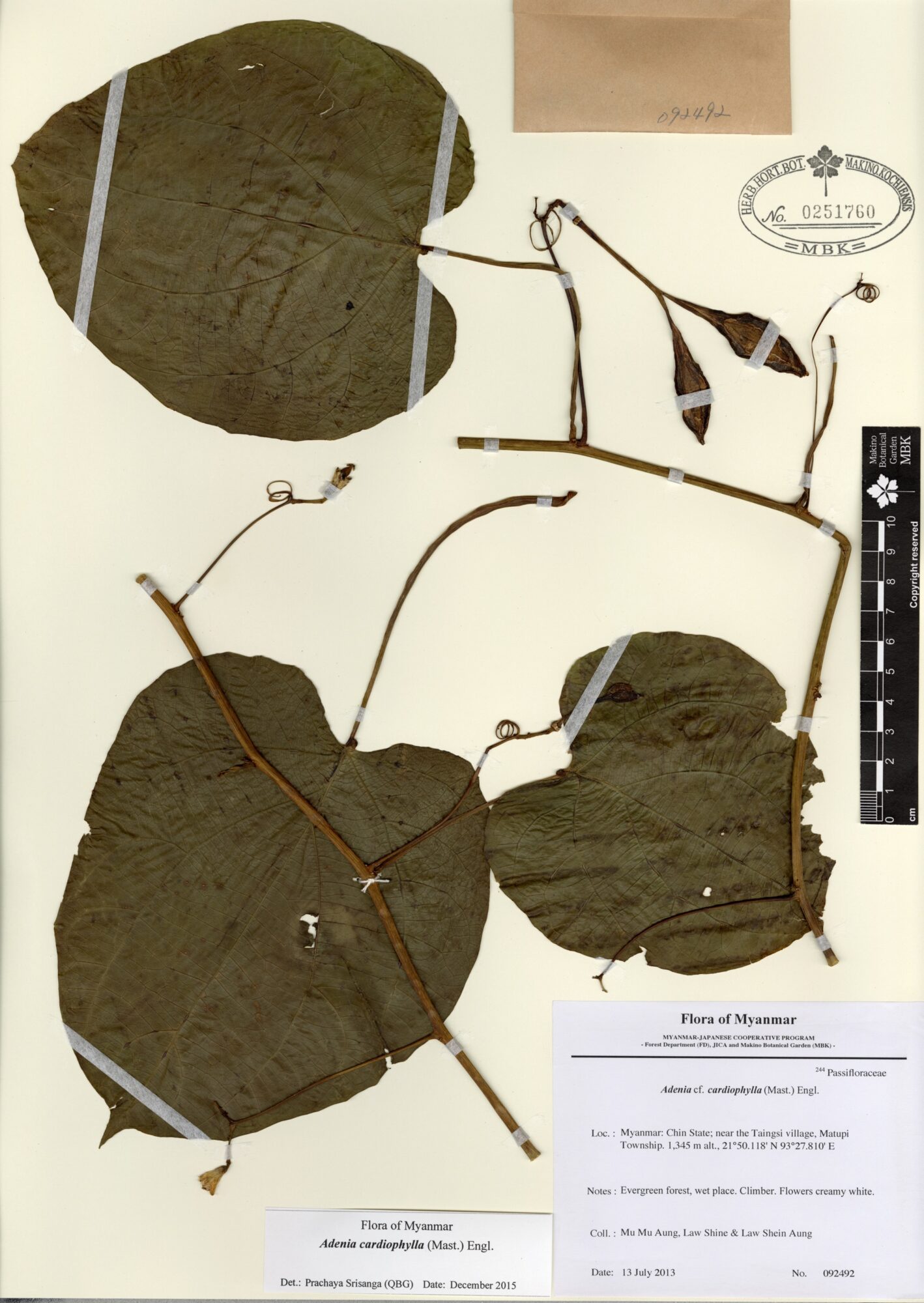 Adenia cardiophylla (Mast.) Engl. | Myanmar Vascular Plants Database
