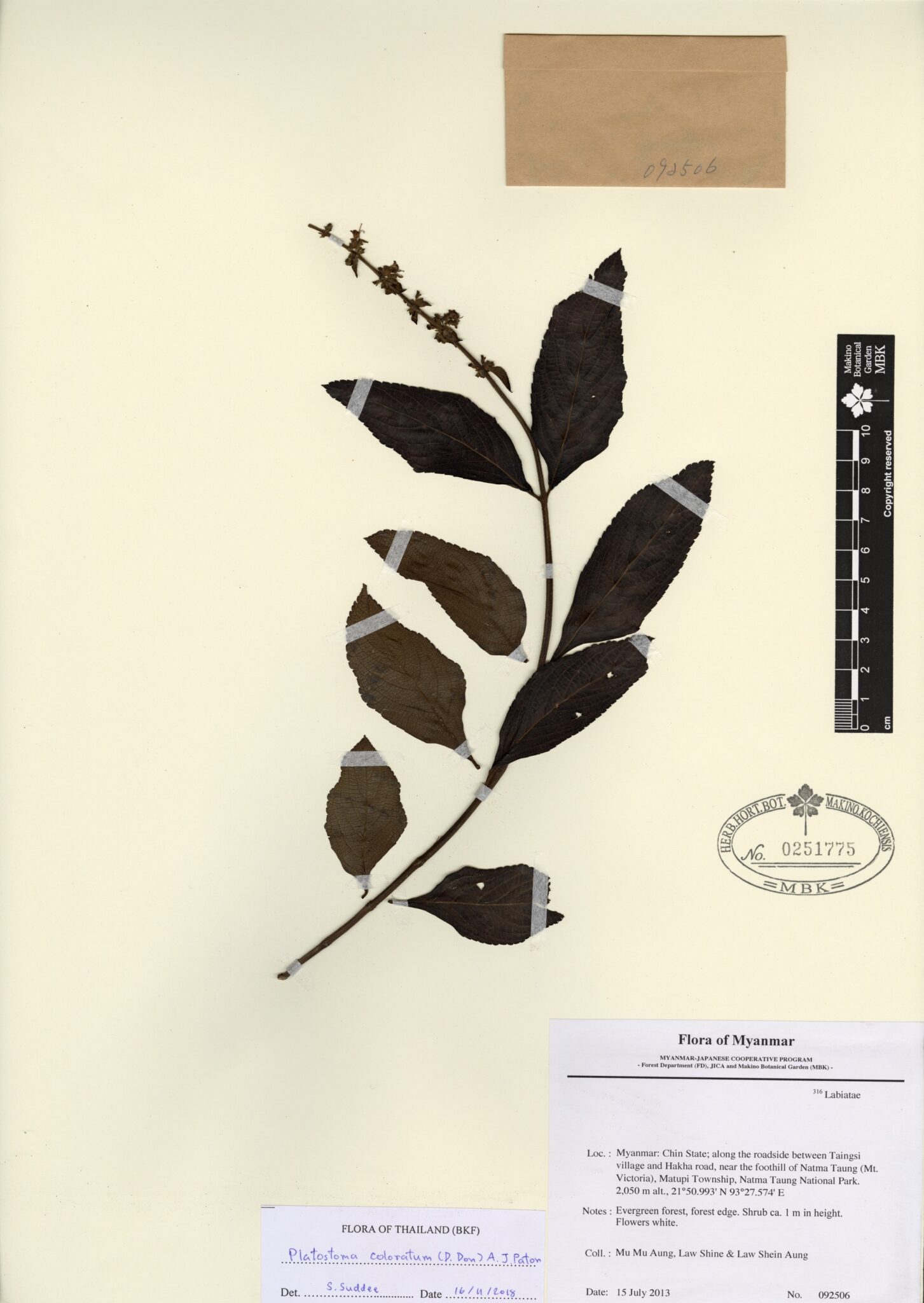 Platostoma coloratum (D. Don) A. J. Paton | Myanmar Vascular Plants ...