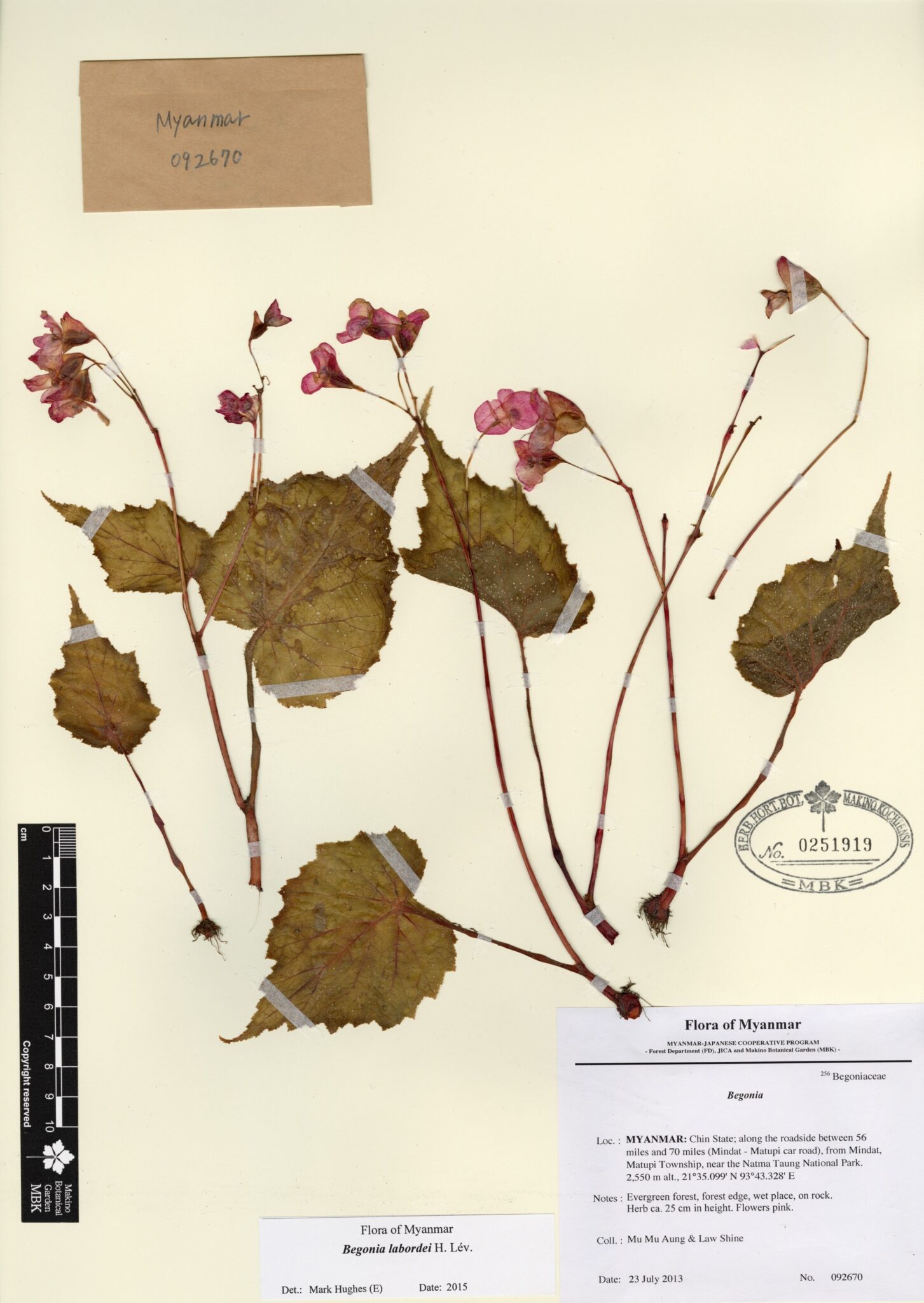 Begonia labordei H.Lév. | Myanmar Vascular Plants Database