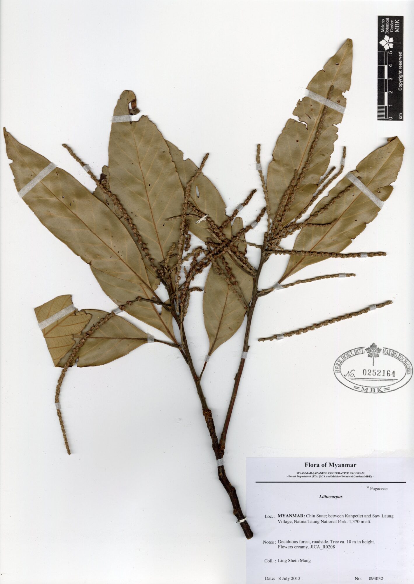 Lithocarpus | Myanmar Vascular Plants Database