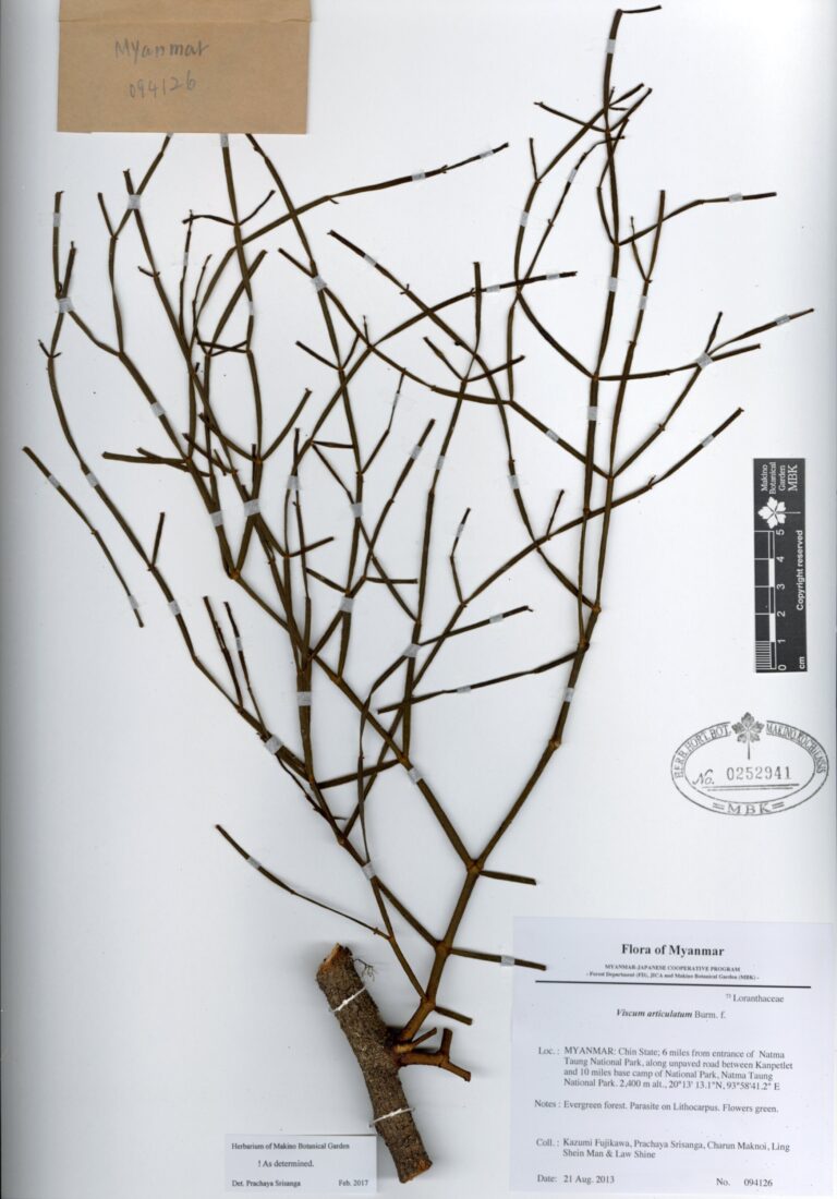 Viscum articulatum Burm.f. | Myanmar Vascular Plants Database