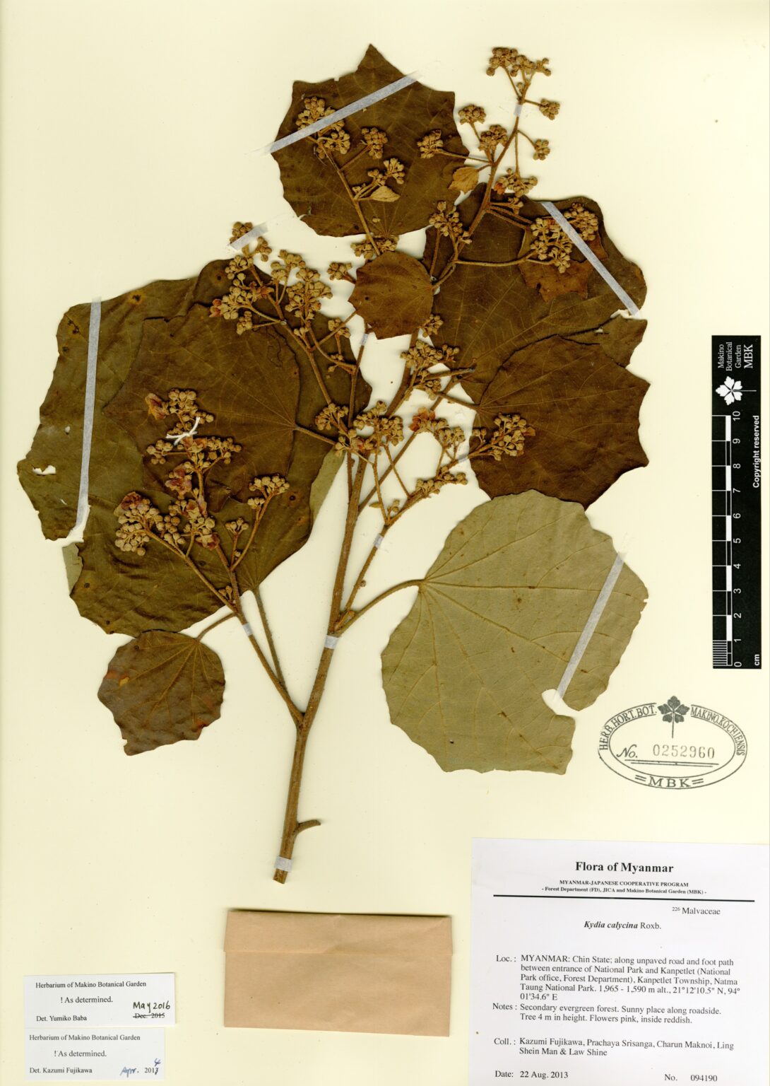 Kydia calycina Roxb. | Myanmar Vascular Plants Database