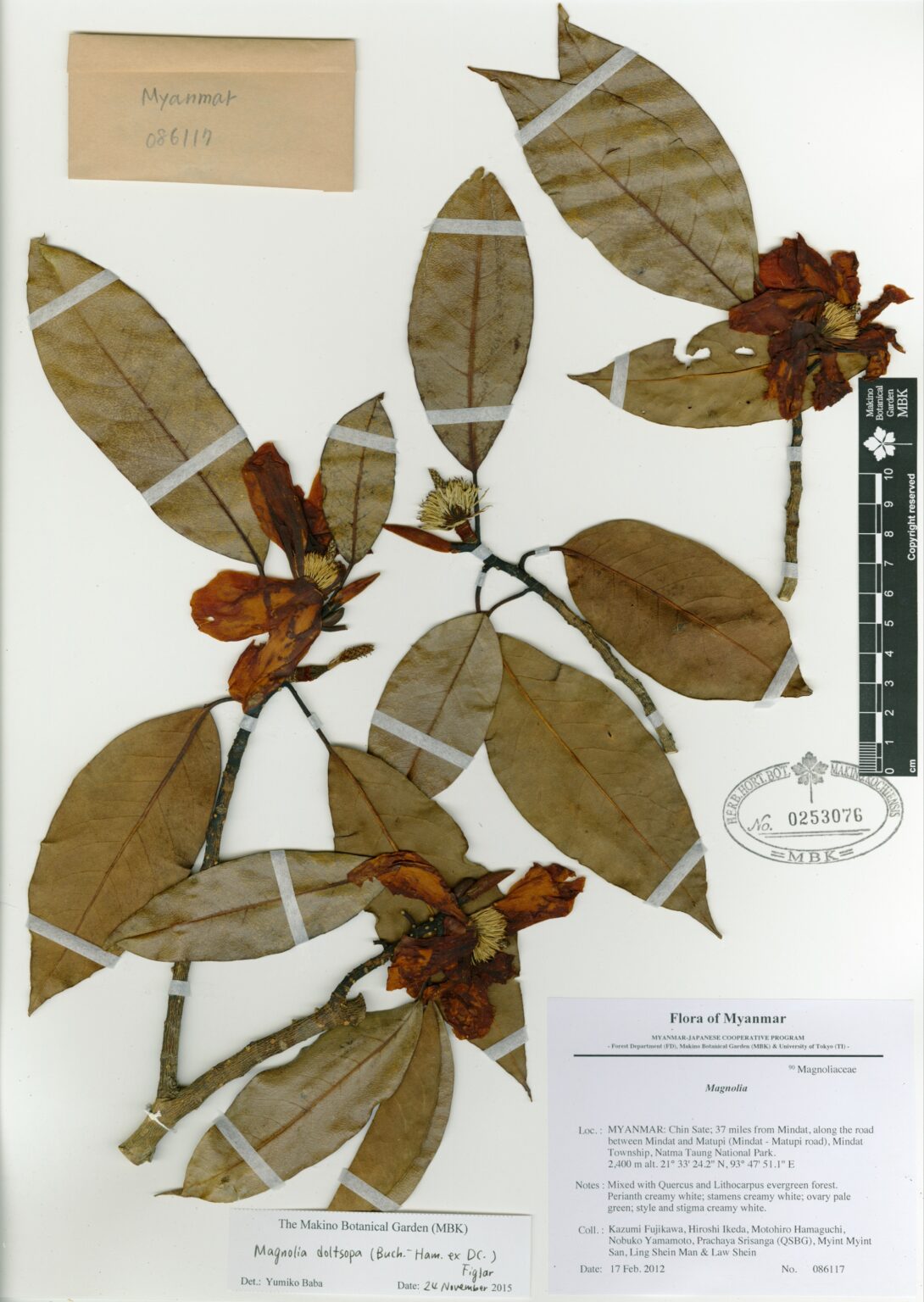 Magnolia doltsopa (Buch.-Ham. ex DC.) Figlar | Myanmar Vascular Plants ...